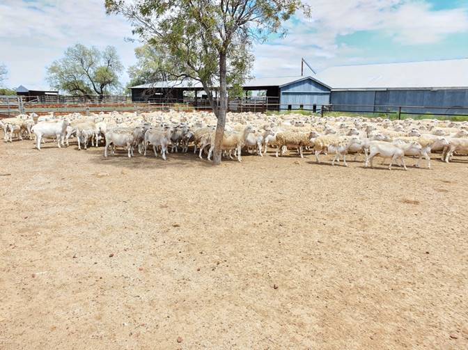 The Herd Online | 490 x 1st x To Pure Australian White Ewes For Sale