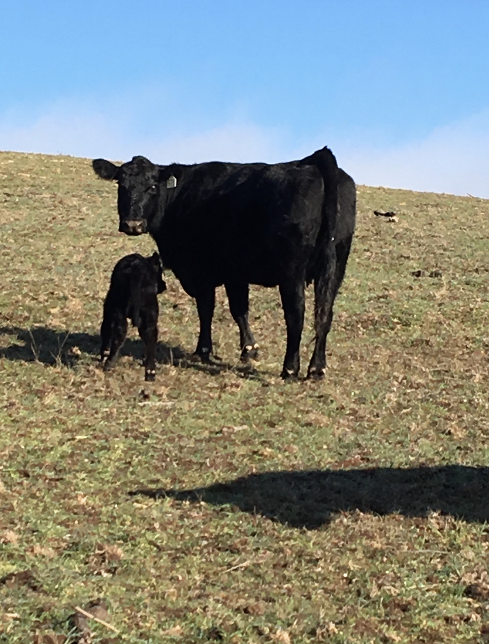 The Herd Online | Home