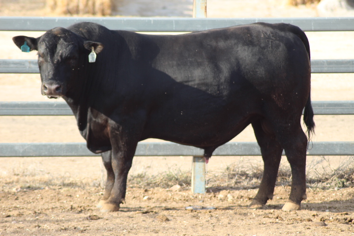 The Herd Online | Home