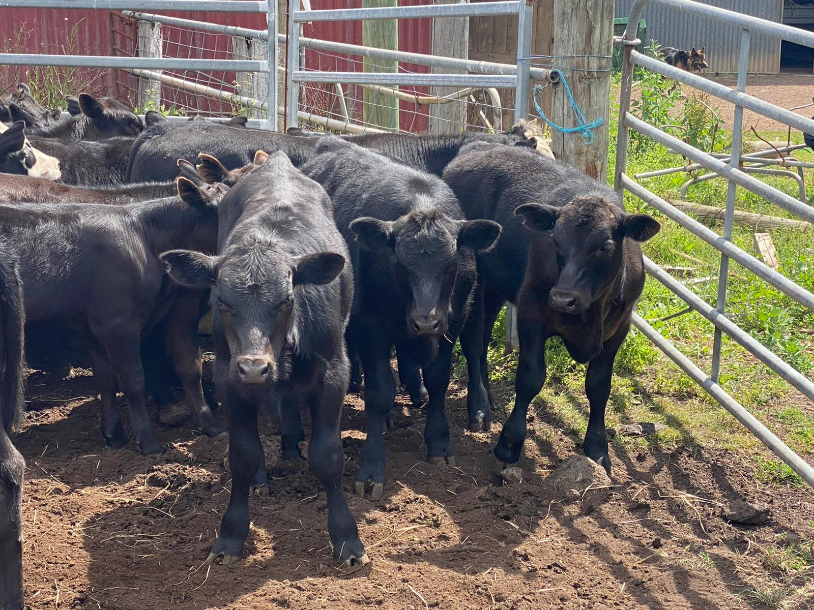 The Herd Online 70x70 Angus Hereford And Black Baldy Cows For Sale