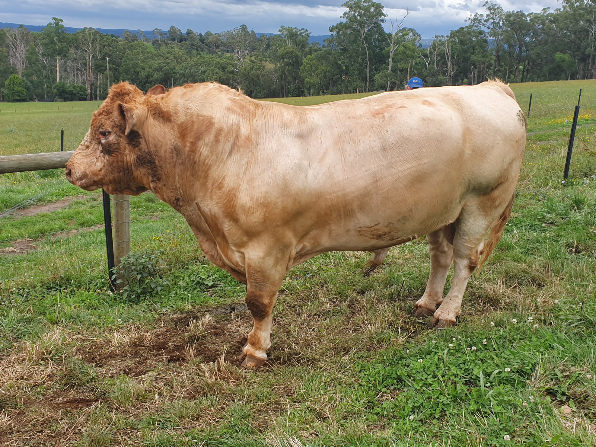 The Herd Online | 1 White Poll Shorthorn Bull
