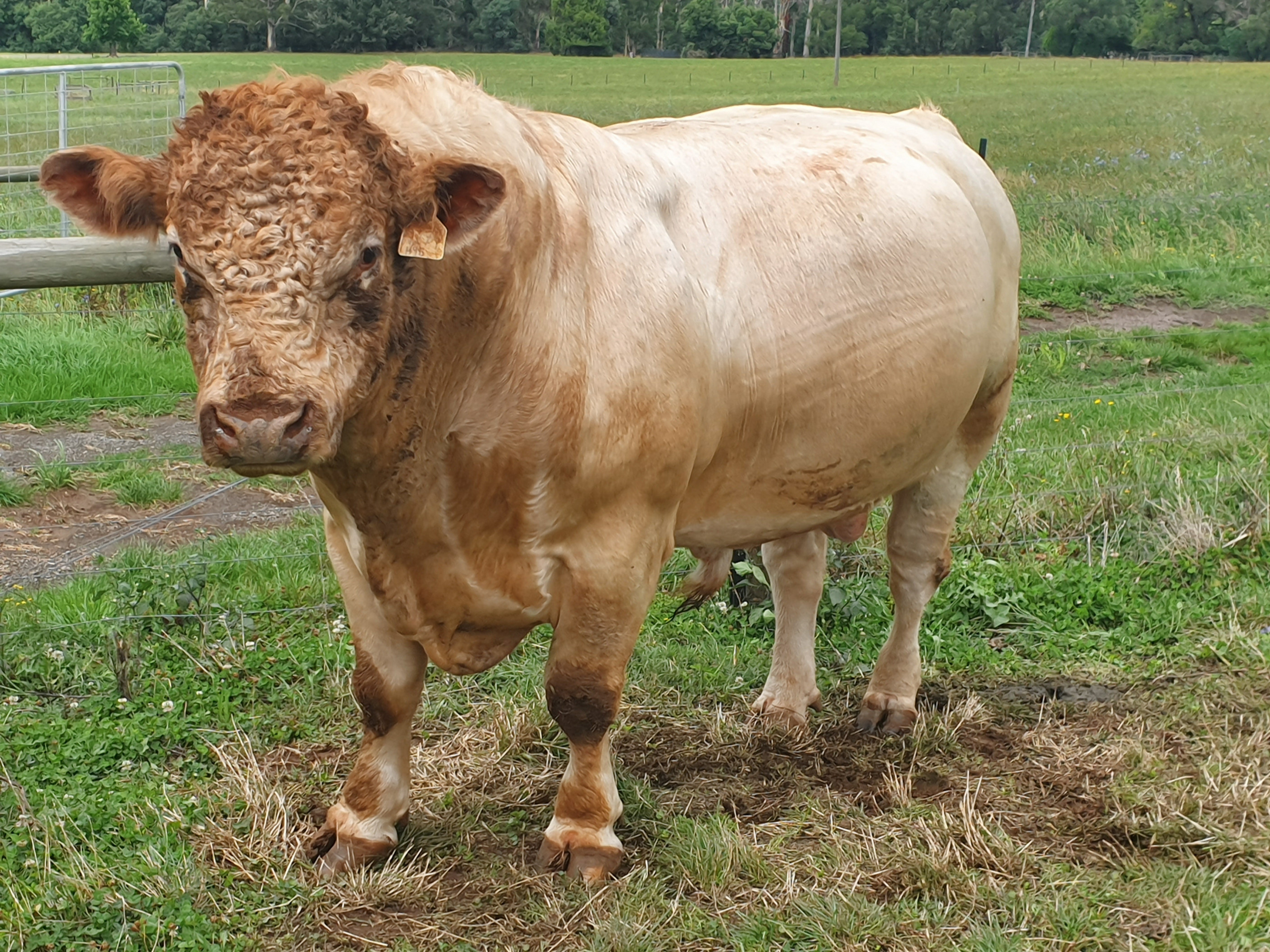 The Herd Online | 1 White Poll Shorthorn Bull