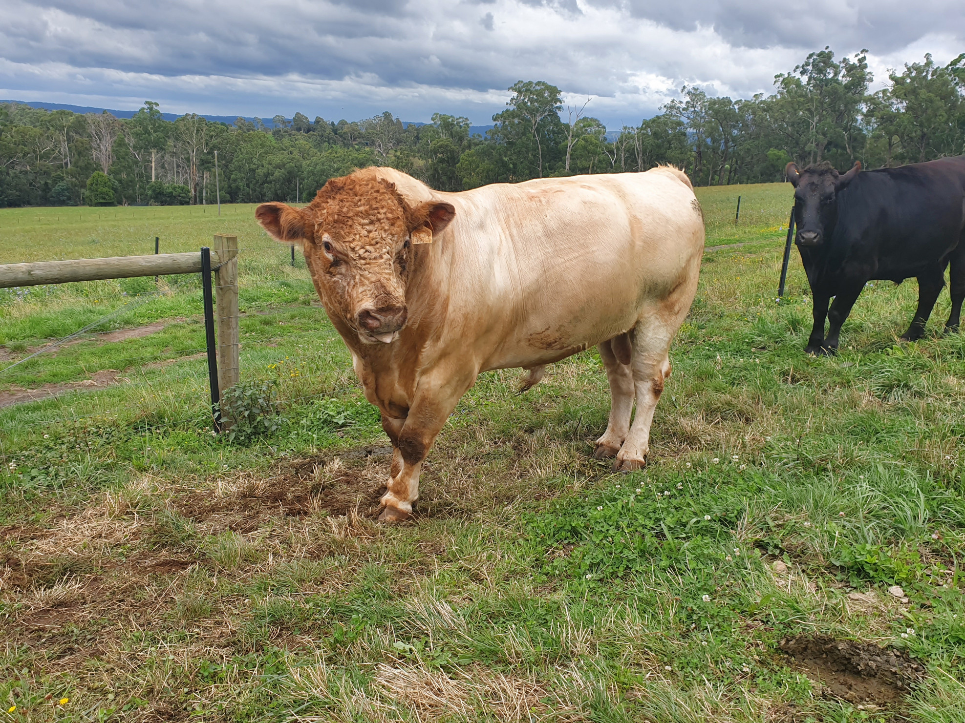 The Herd Online | 1 White Poll Shorthorn Bull