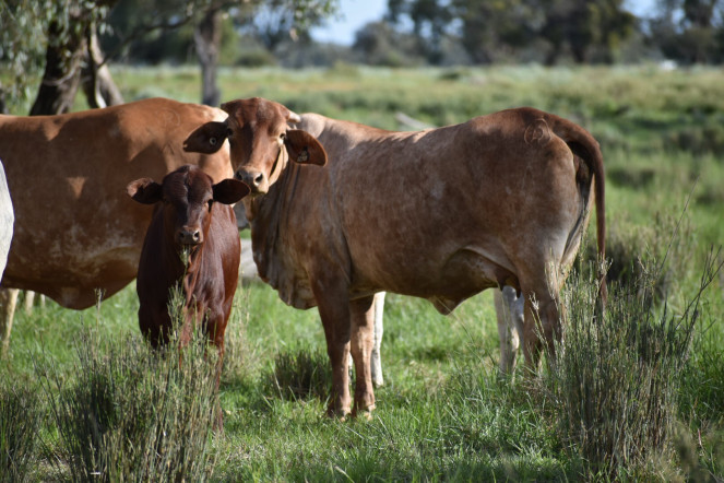The Herd Online | Young Brahman Cows & Calves