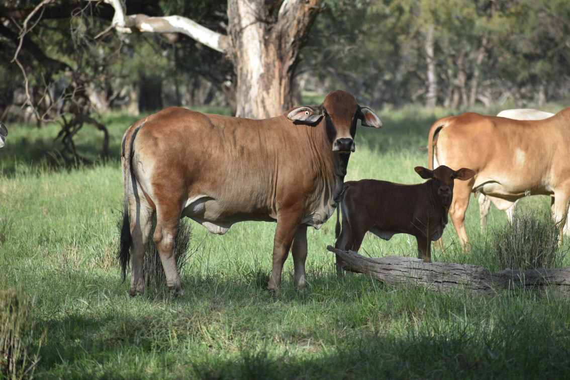 The Herd Online | Young Brahman Cows & Calves