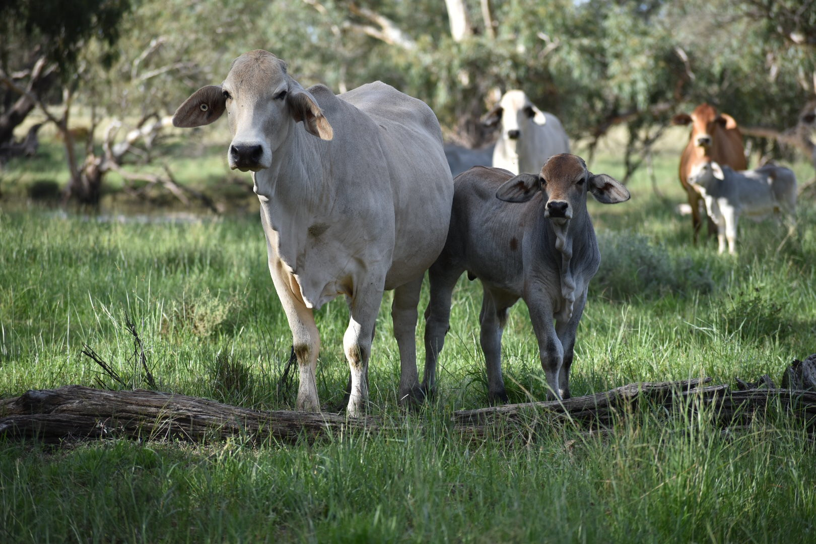 The Herd Online | Young Brahman Cows & Calves