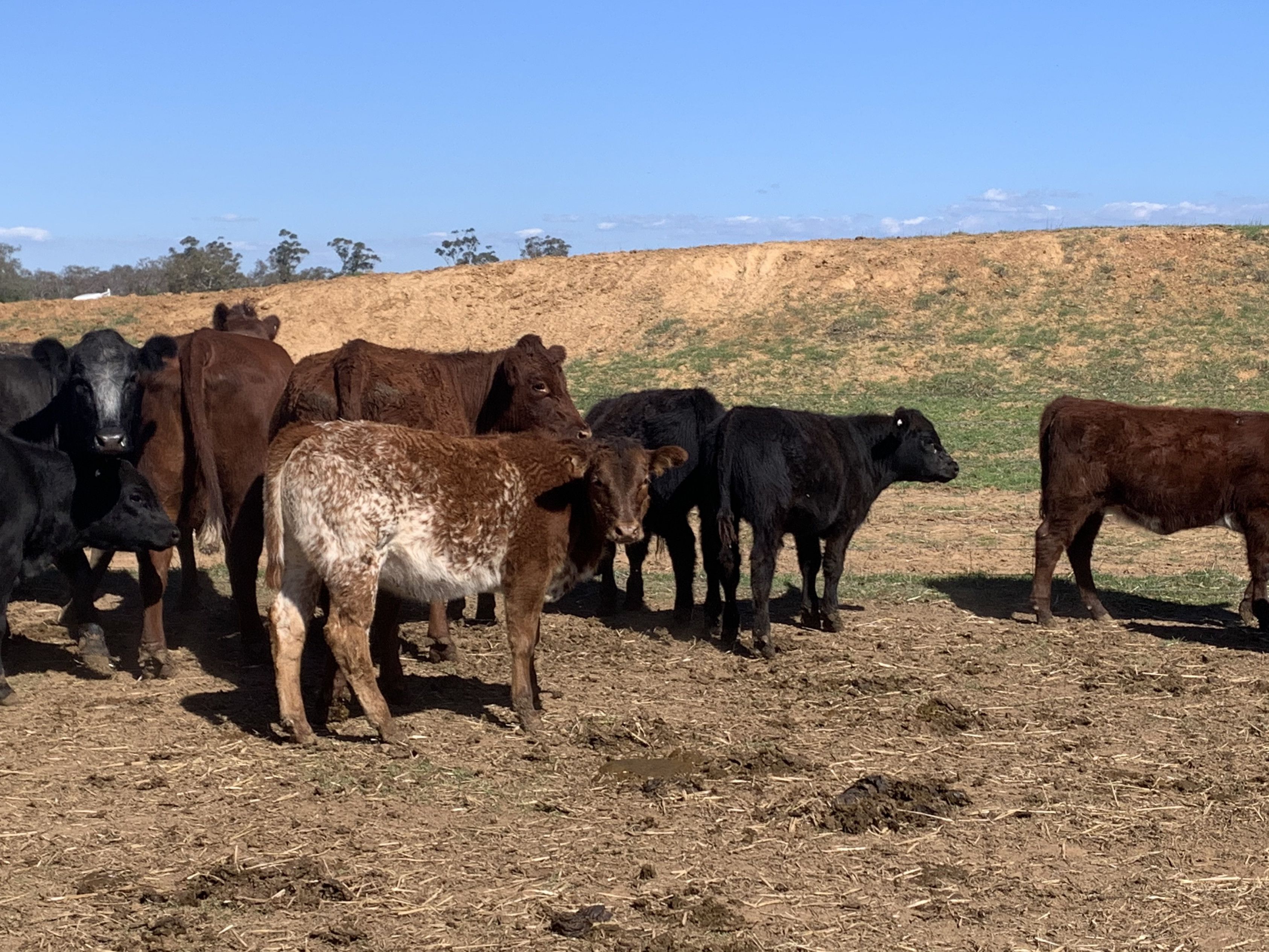 The Herd Online | 19 S/Horn X blue Roan Cows and Calves