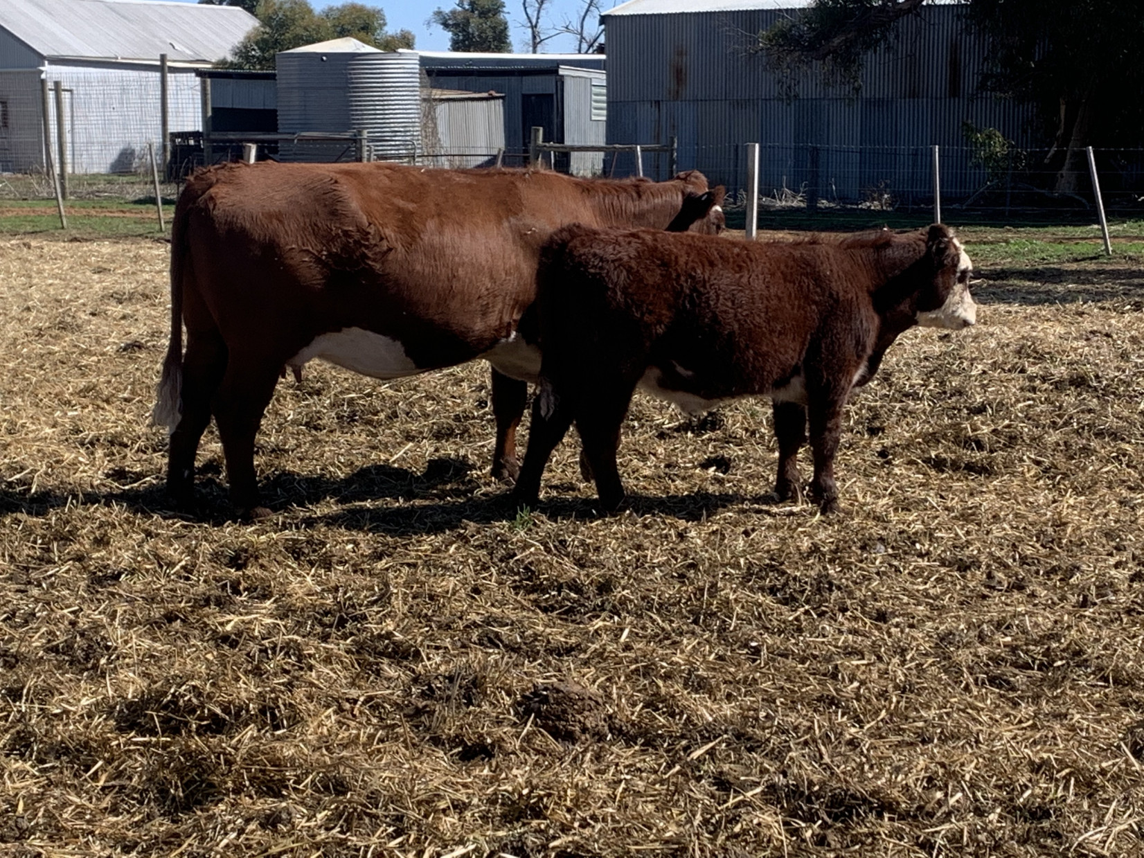 The Herd Online | 19 S/Horn X blue Roan Cows and Calves