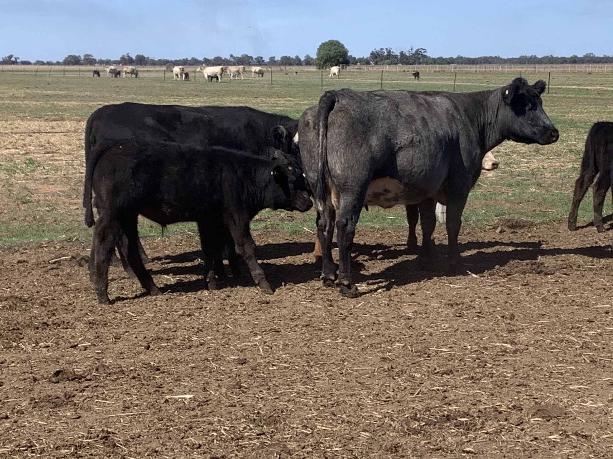 The Herd Online | 19 S/Horn X blue Roan Cows and Calves