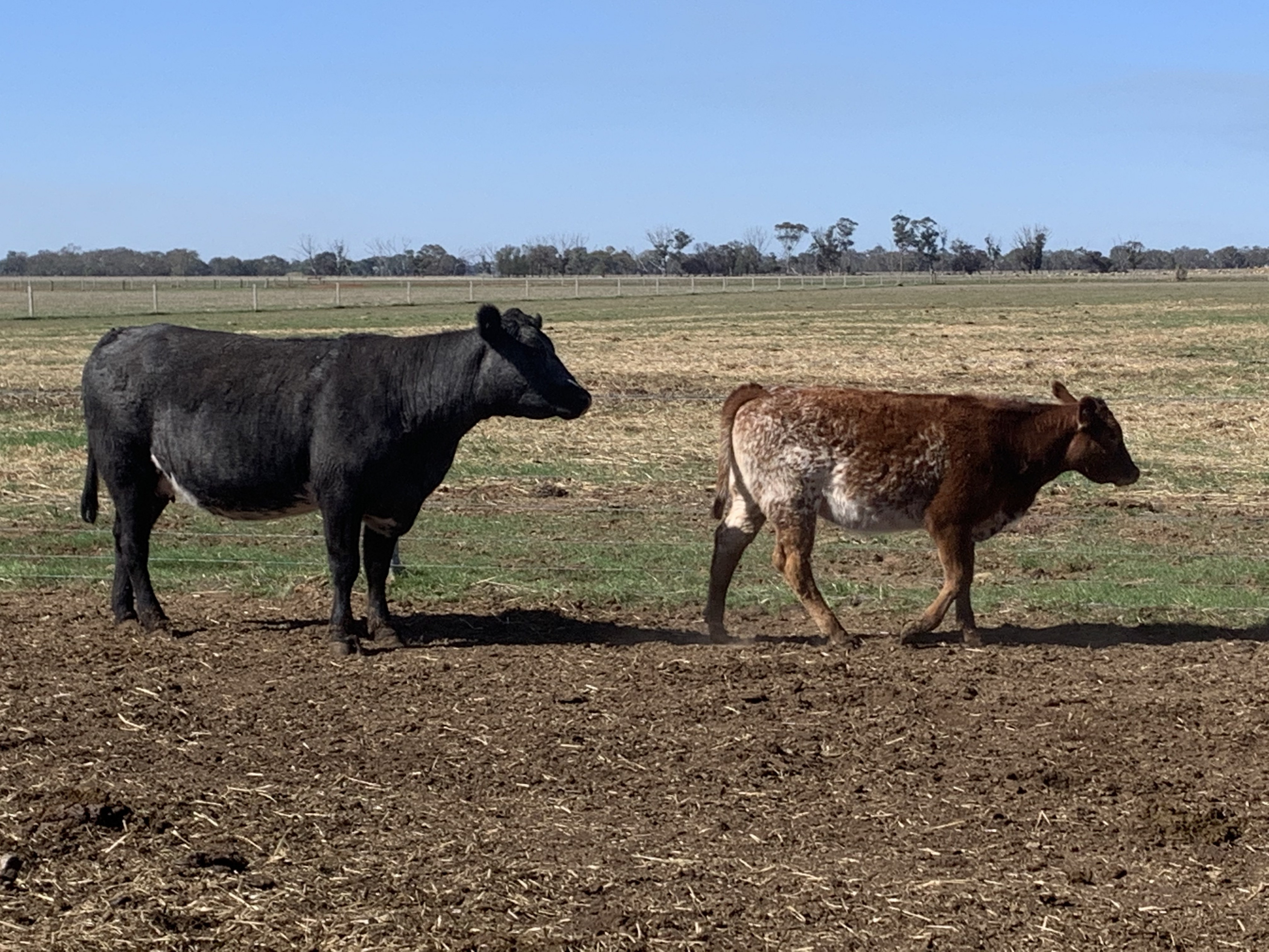 The Herd Online | 19 S/Horn X blue Roan Cows and Calves