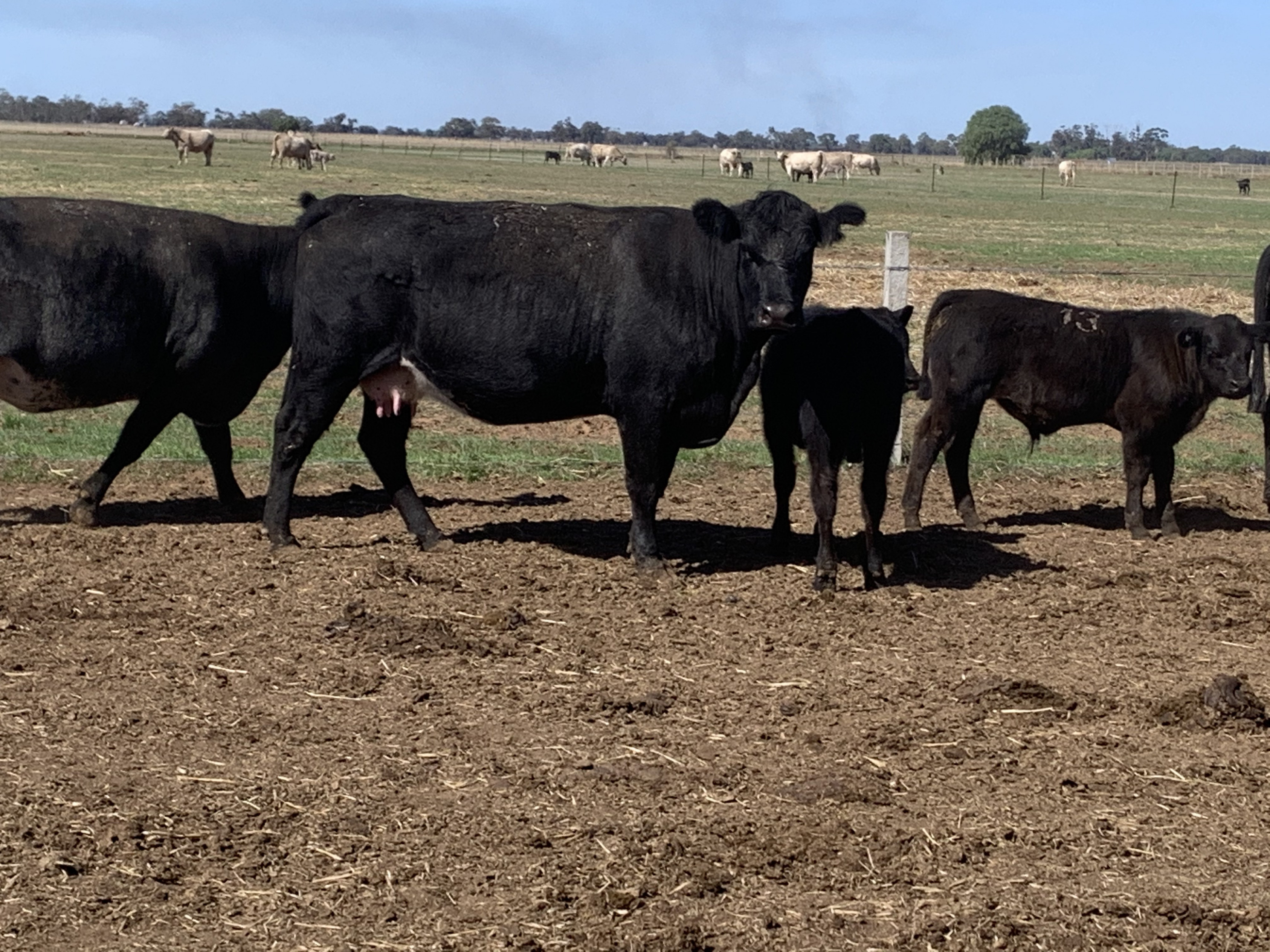 The Herd Online | 19 S/Horn X blue Roan Cows and Calves