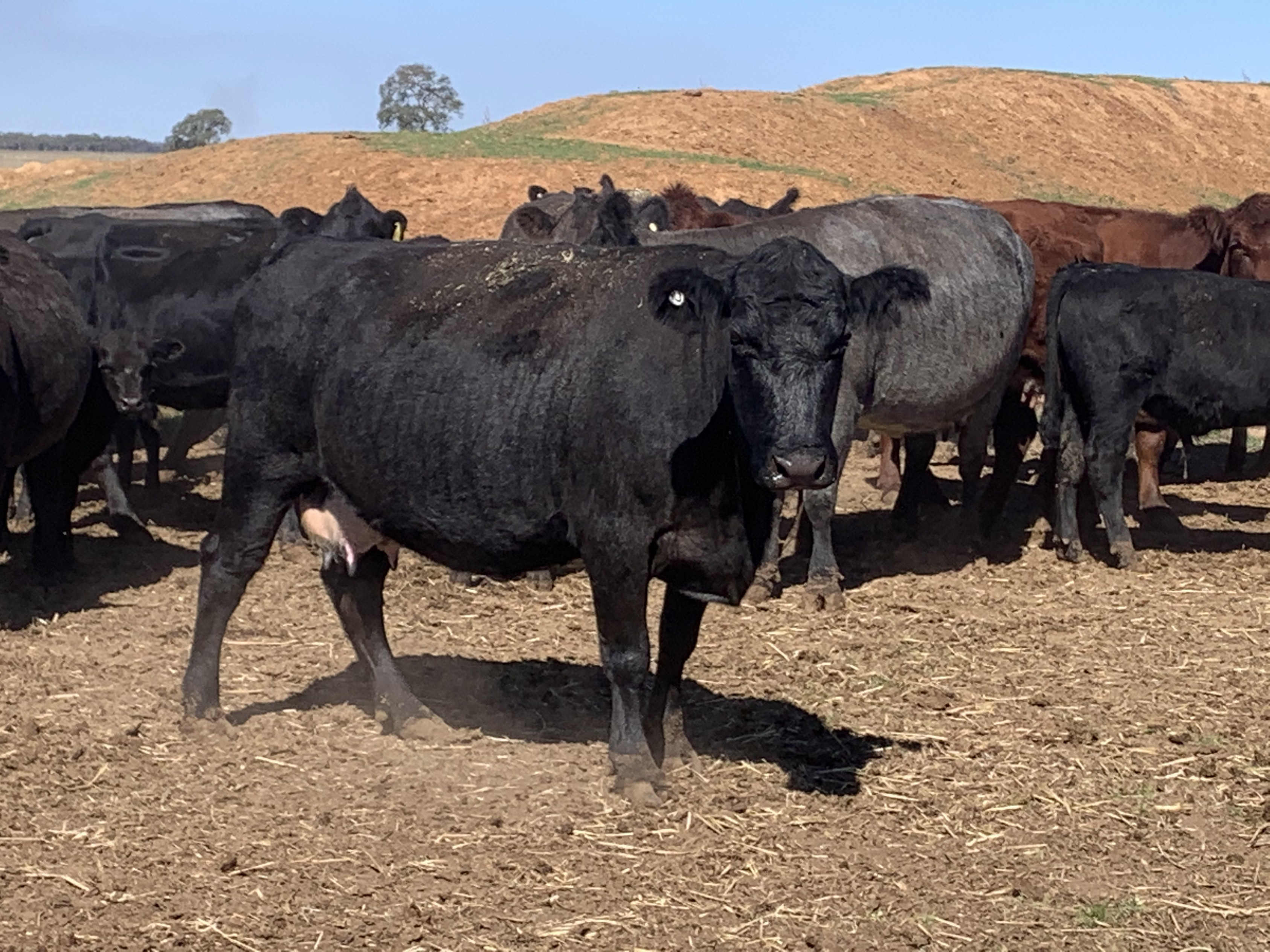 The Herd Online | 19 S/Horn X blue Roan Cows and Calves