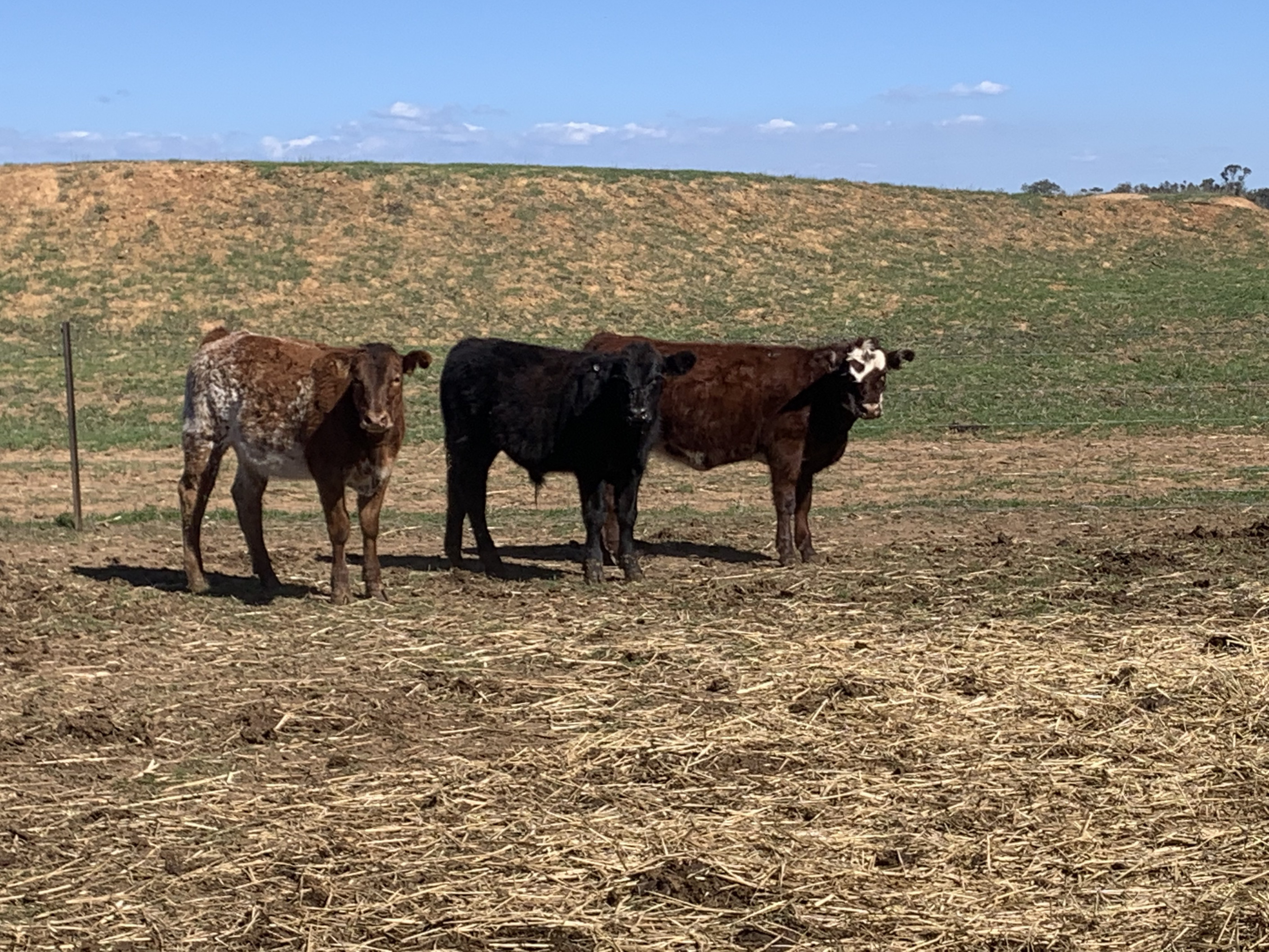 The Herd Online | 19 S/Horn X blue Roan Cows and Calves