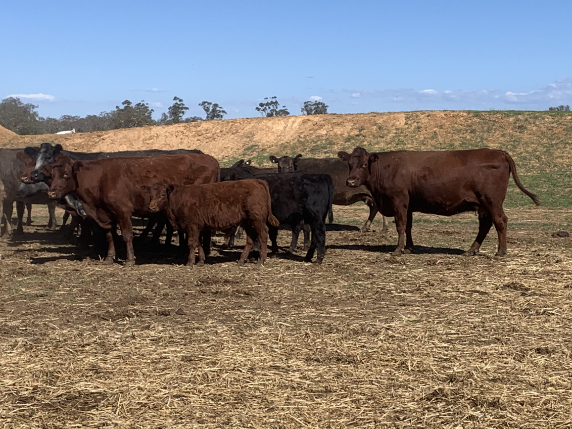 The Herd Online | 19 S/Horn X blue Roan Cows and Calves