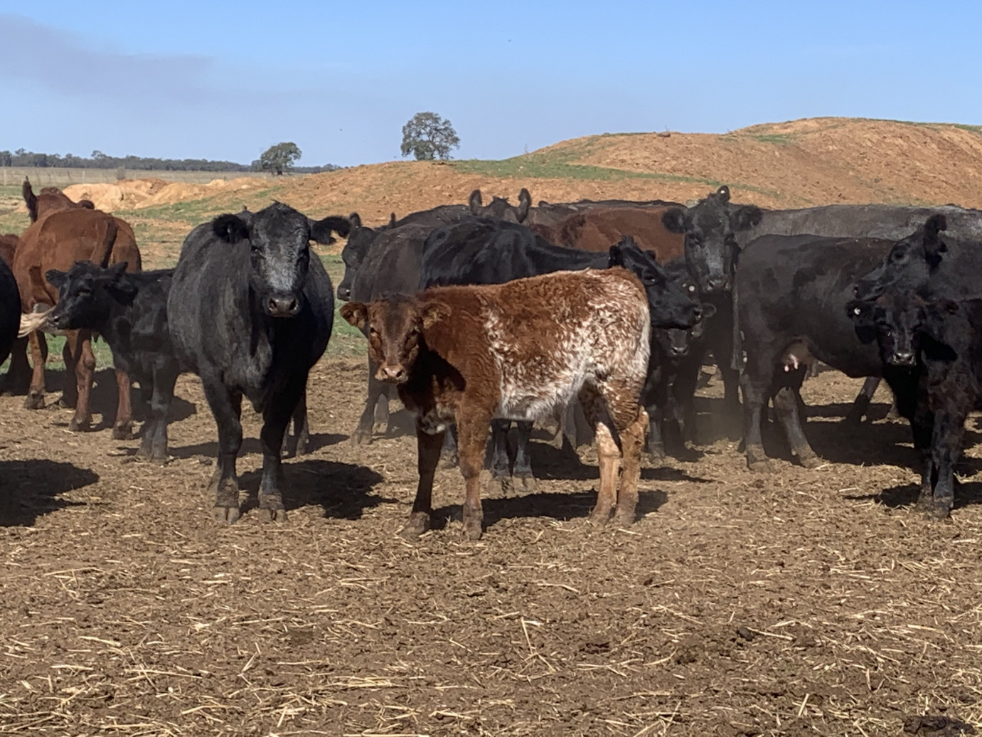 The Herd Online | 19 S/Horn X blue Roan Cows and Calves