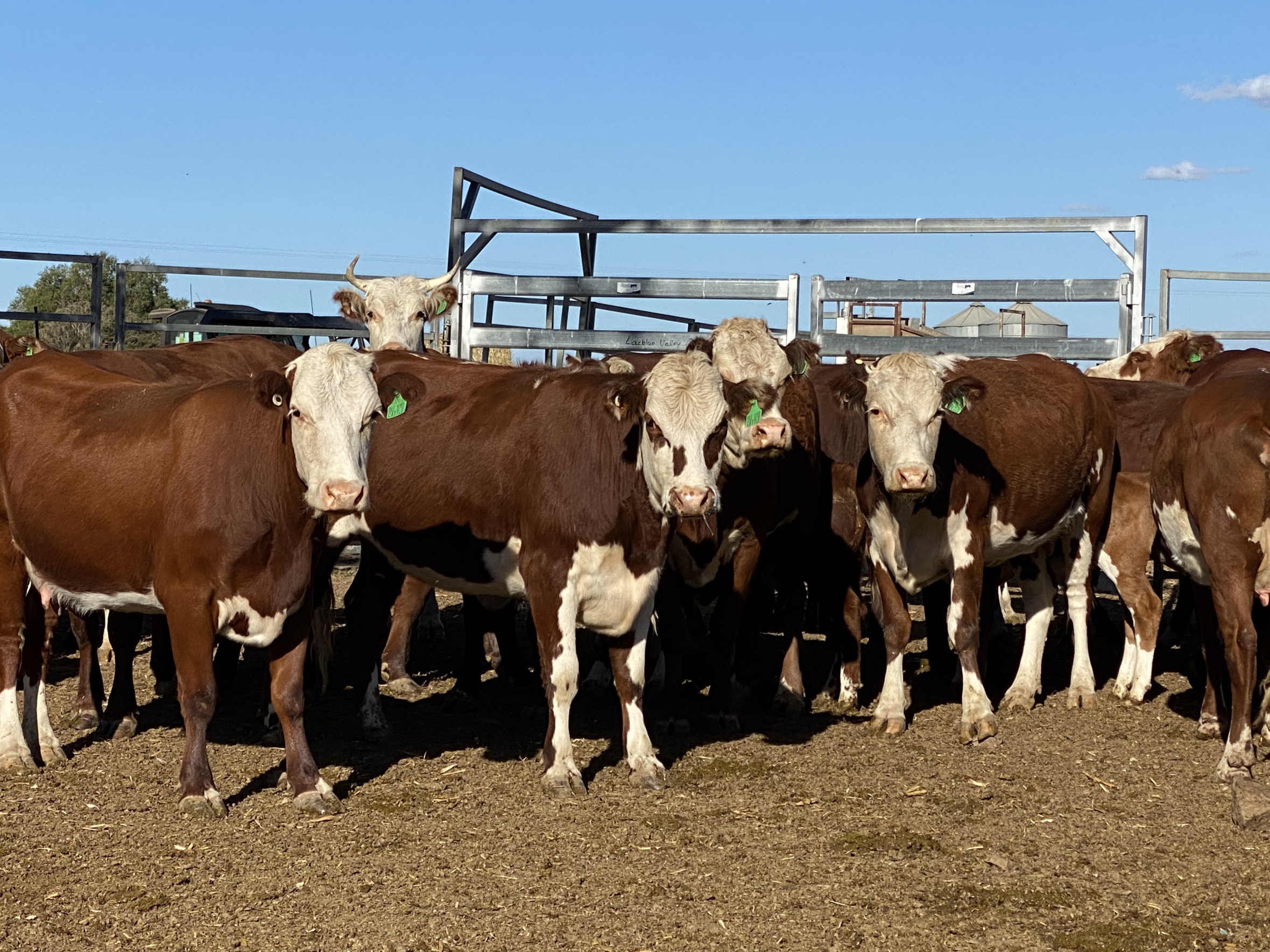 The Herd Online | heifers and calves