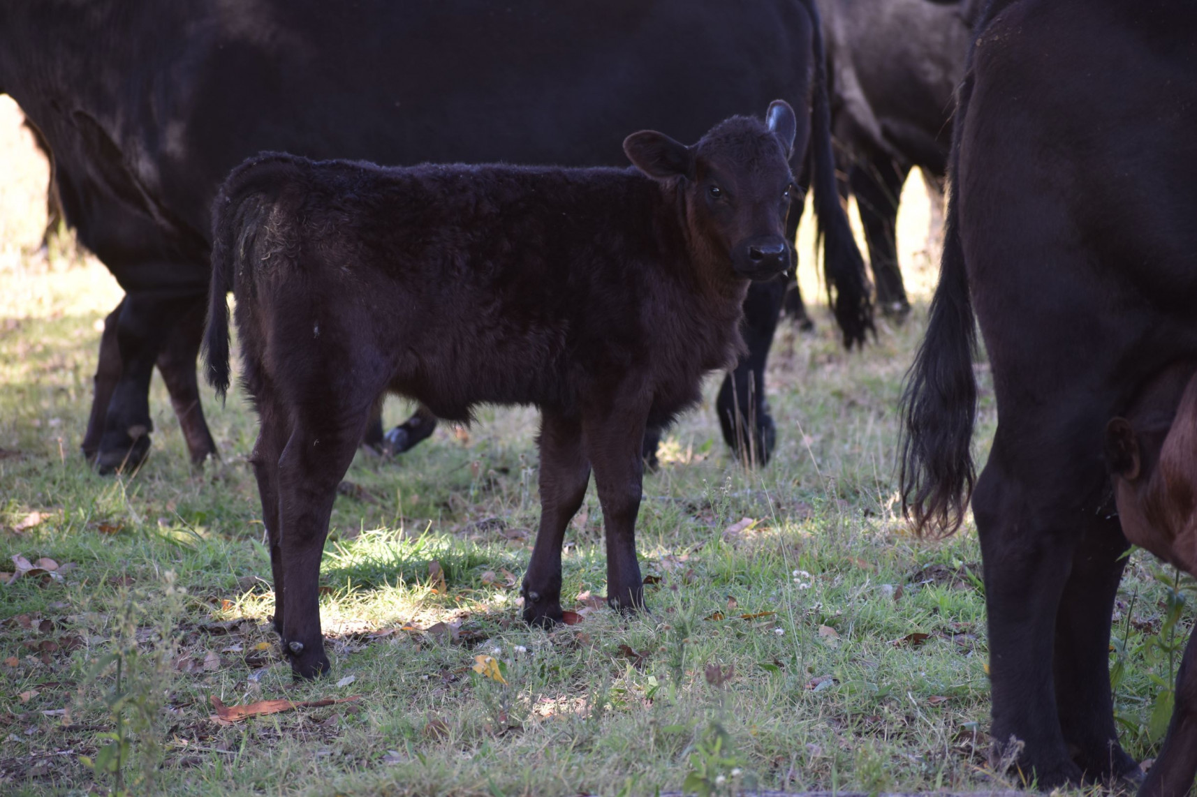 The Herd Online | 39 x 39 Angus Cows and Angus Calves For Sale