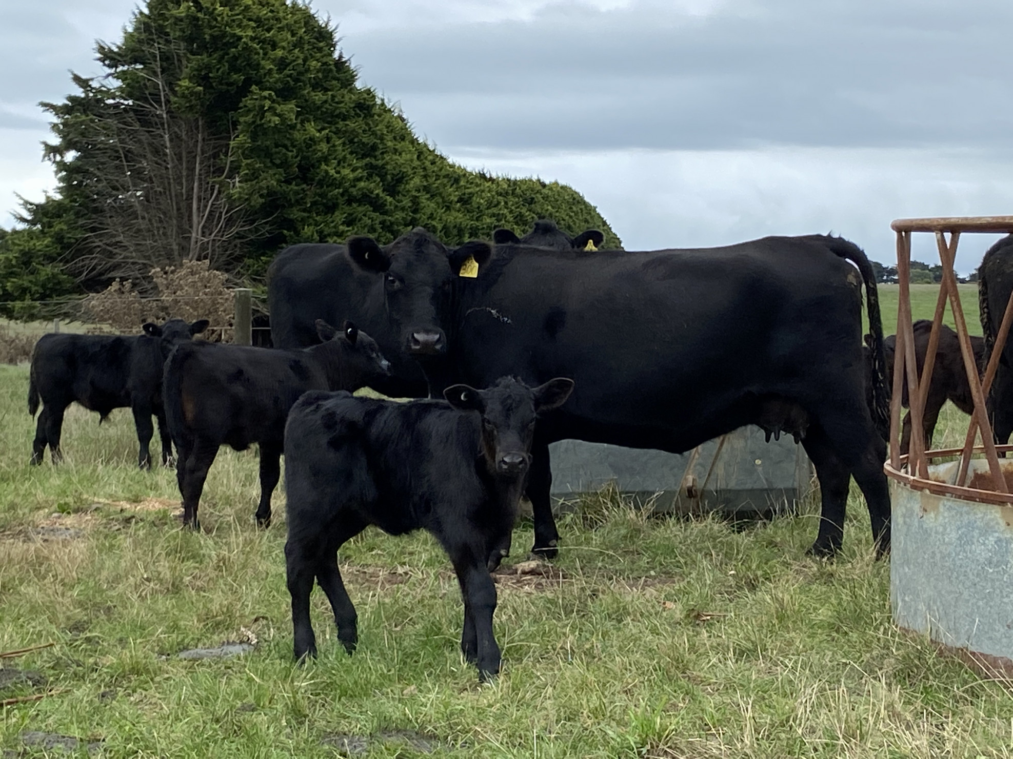 The Herd Online | 10 X 11 ANGUS COWS AND CALVES
