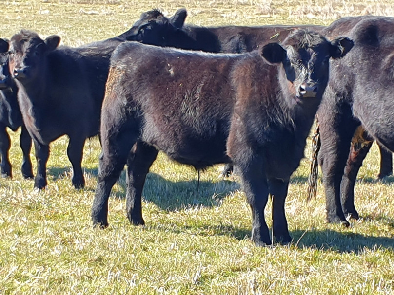 The Herd Online | 20 Angus Steers 8 - 10 Mths.