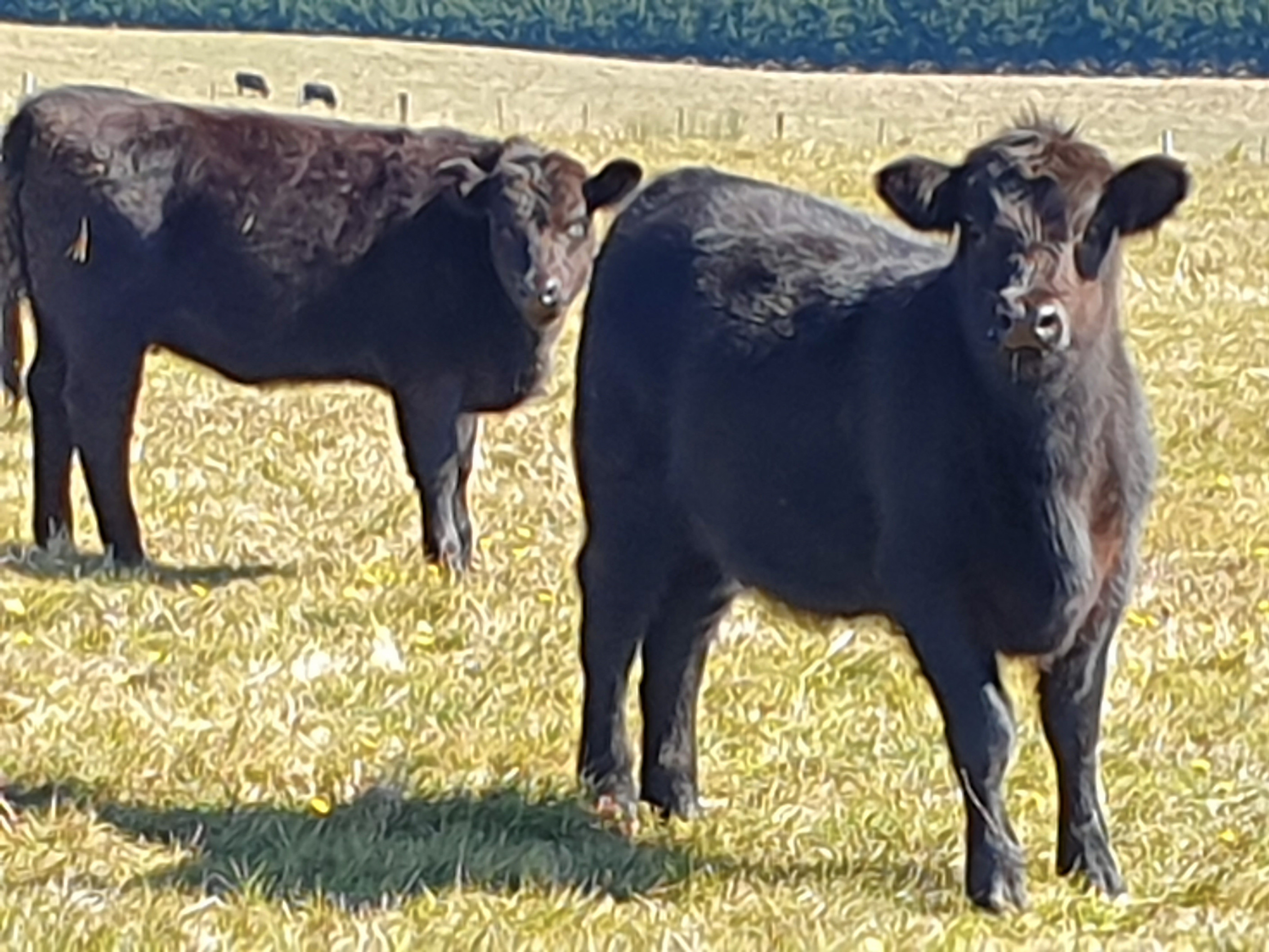 The Herd Online | 18 Angus Heifers 8 - 10 mths.