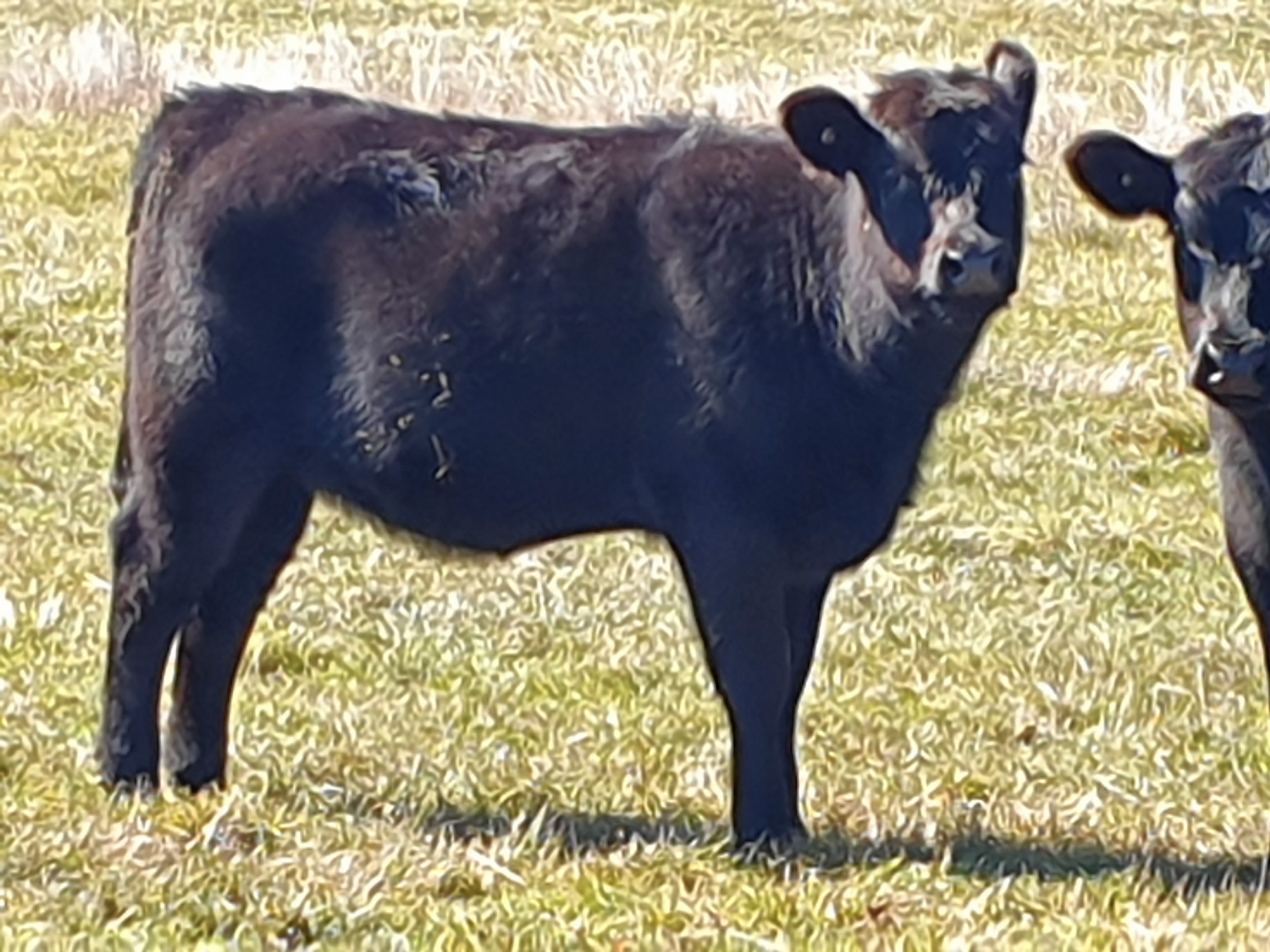 The Herd Online | 18 Angus Heifers 8 - 10 mths.