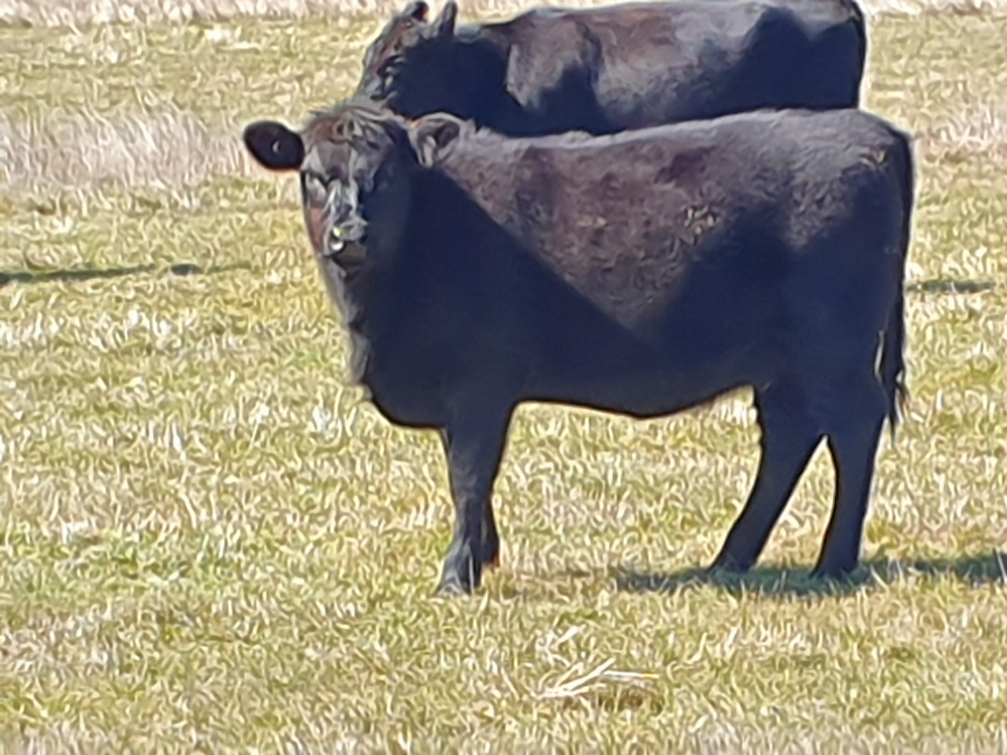 The Herd Online | 18 Angus Heifers 8 - 10 mths.