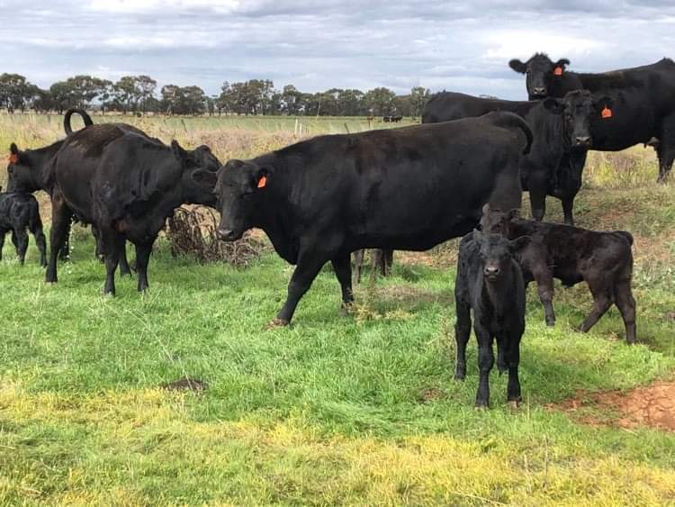 The Herd Online | 36 X 36 Angus Cows & Calves