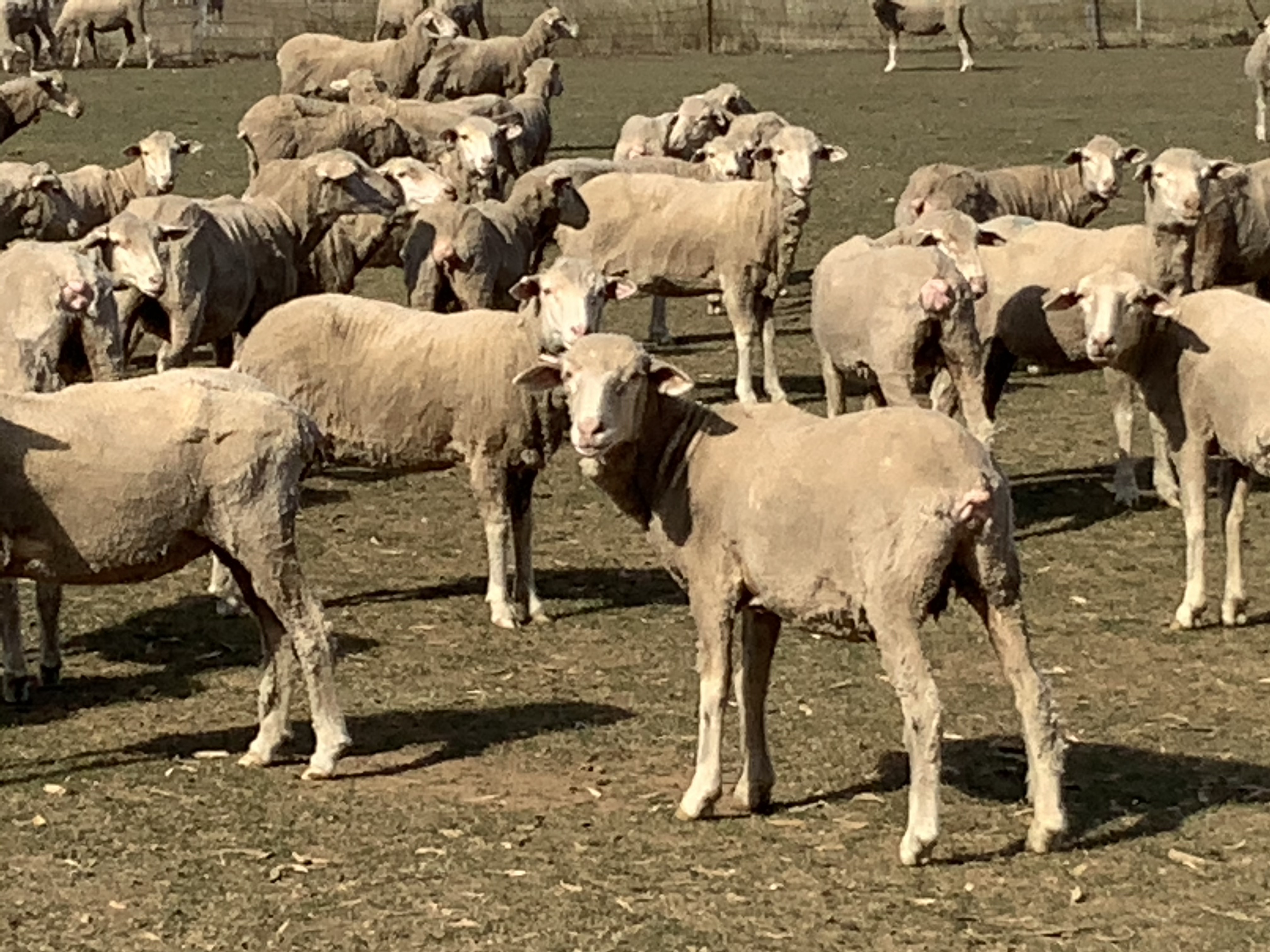 The Herd Online | Young Merino ewes SIL to Borders