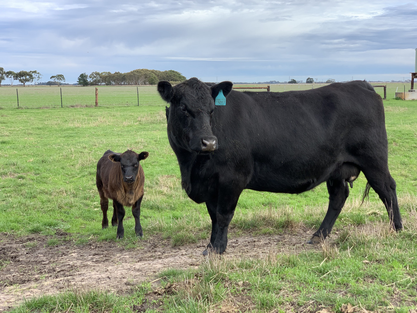 The Herd Online | Home