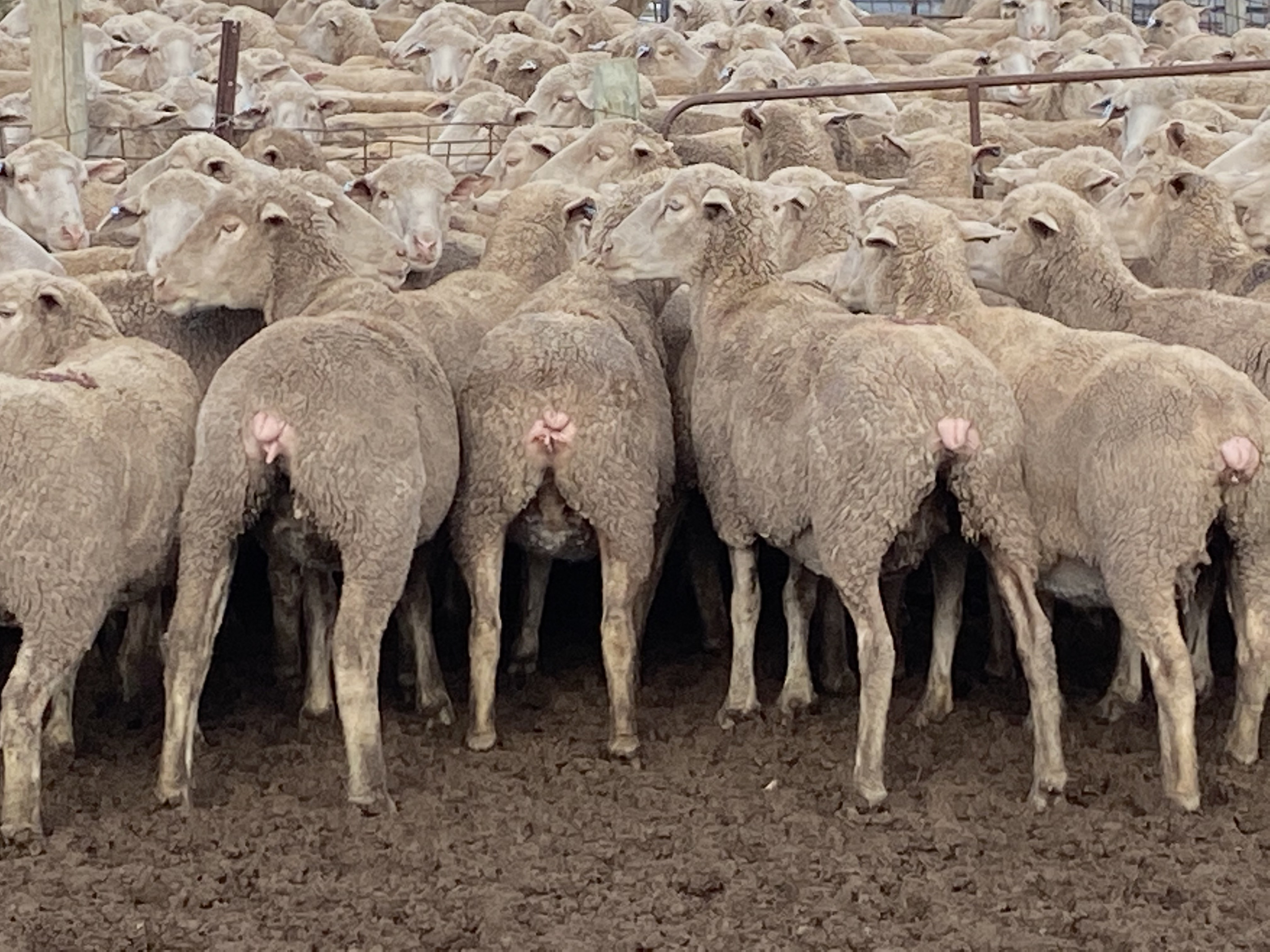 The Herd Online | Home