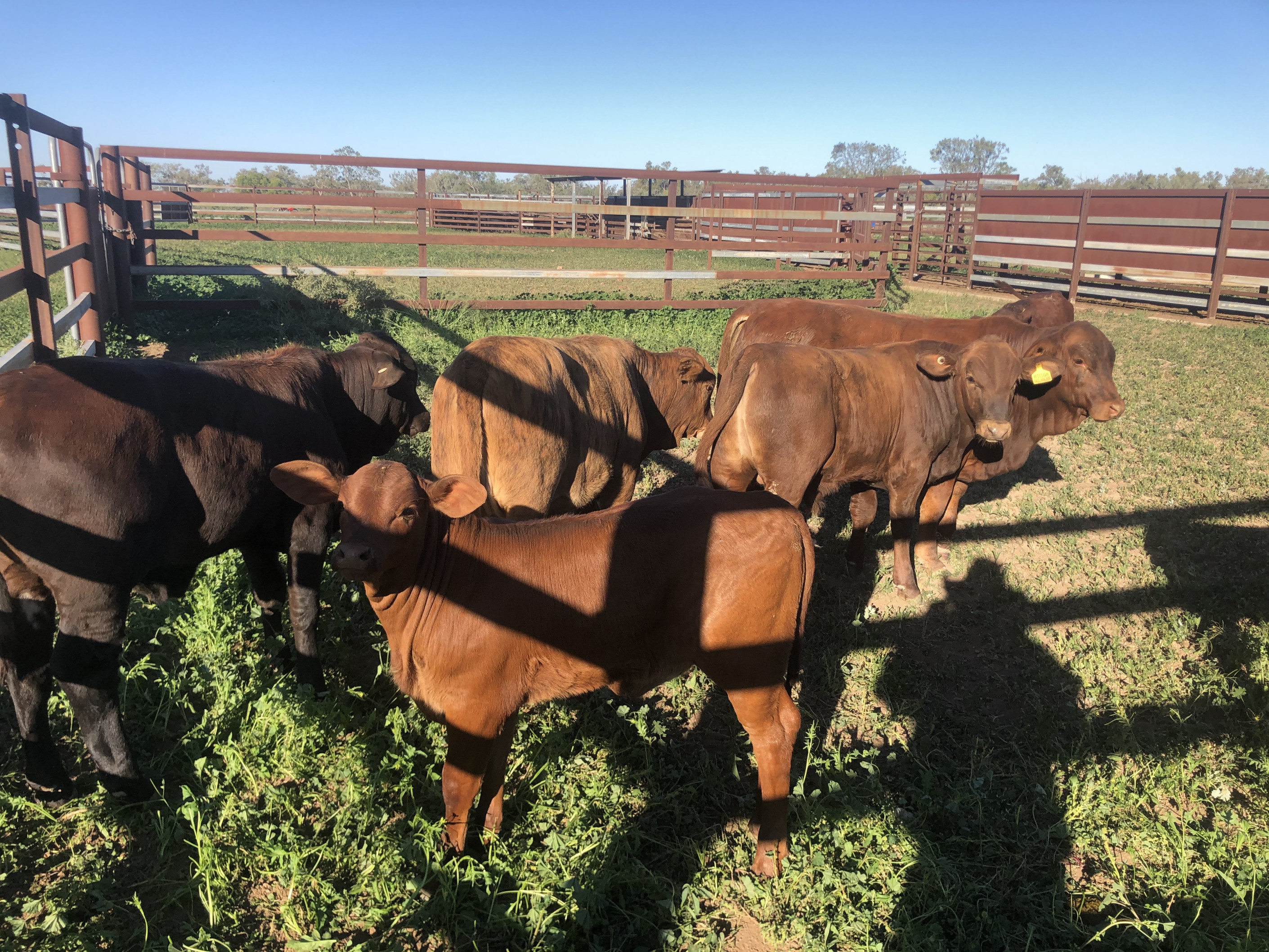 The Herd Online | 16 x12 Cows and Calves For Sale