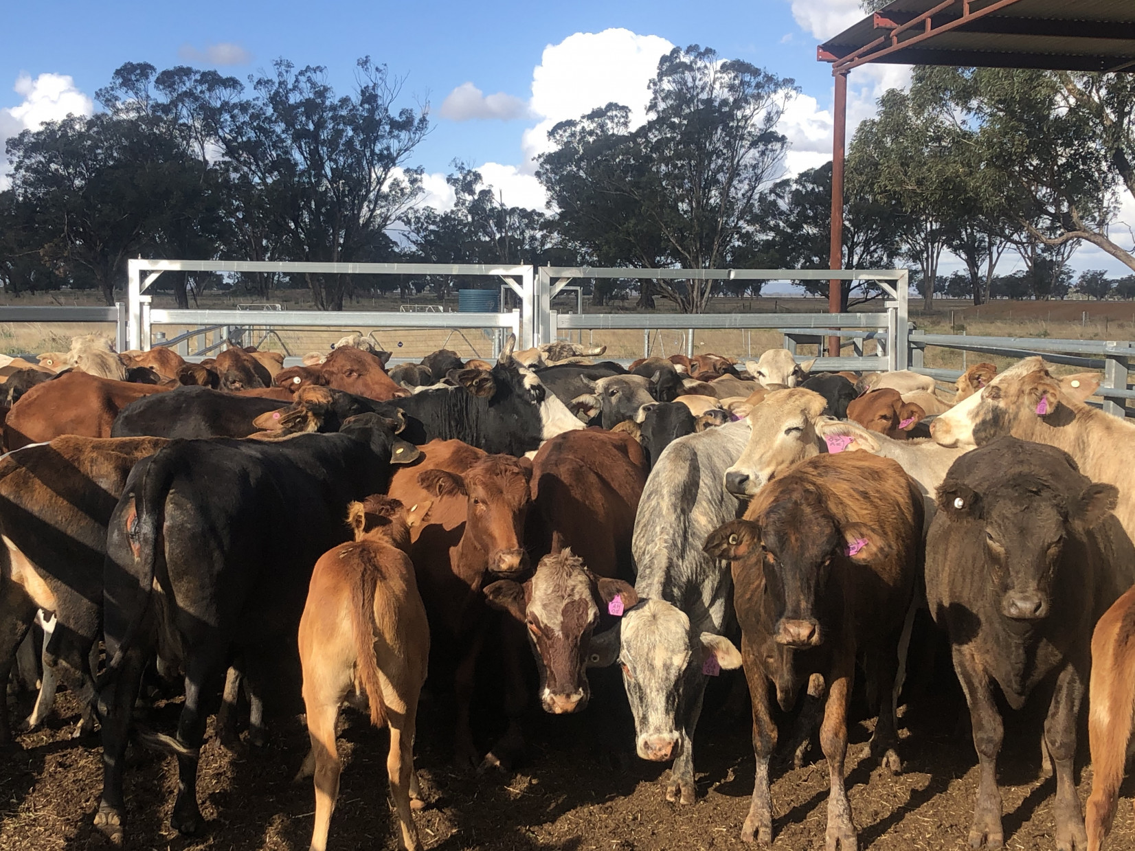 The Herd Online | 51 low $ cows and calves