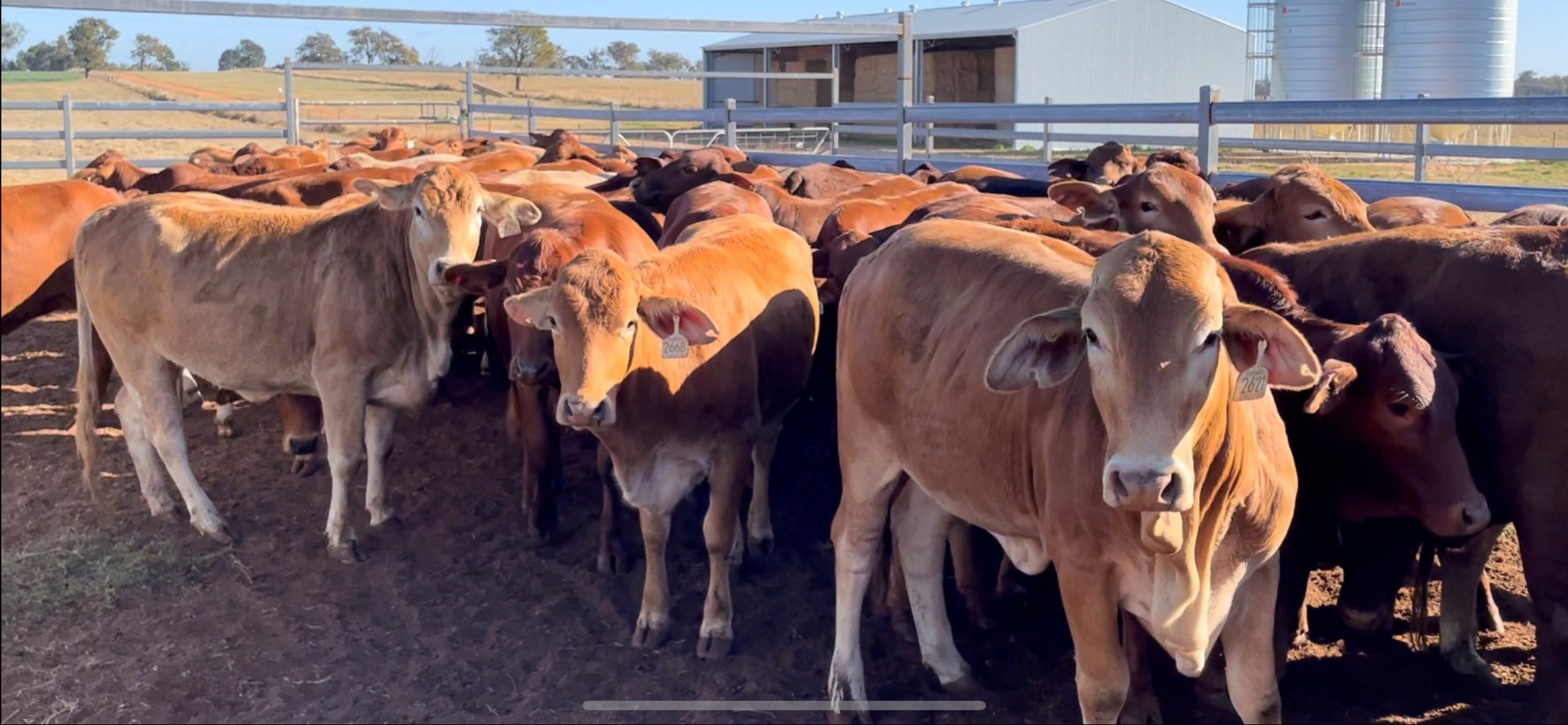 The Herd Online | Home