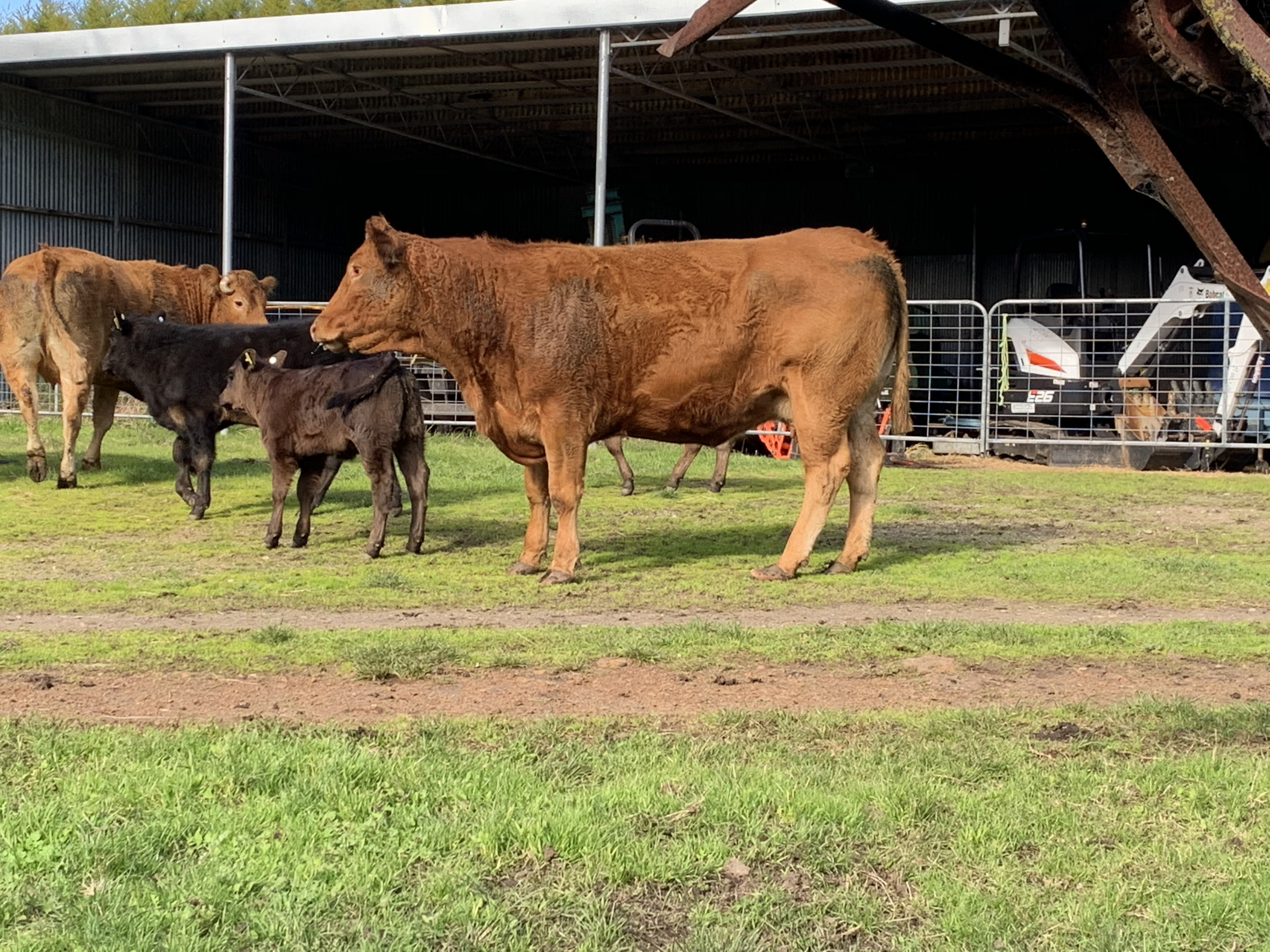 The Herd Online | Euro Cows & Calves