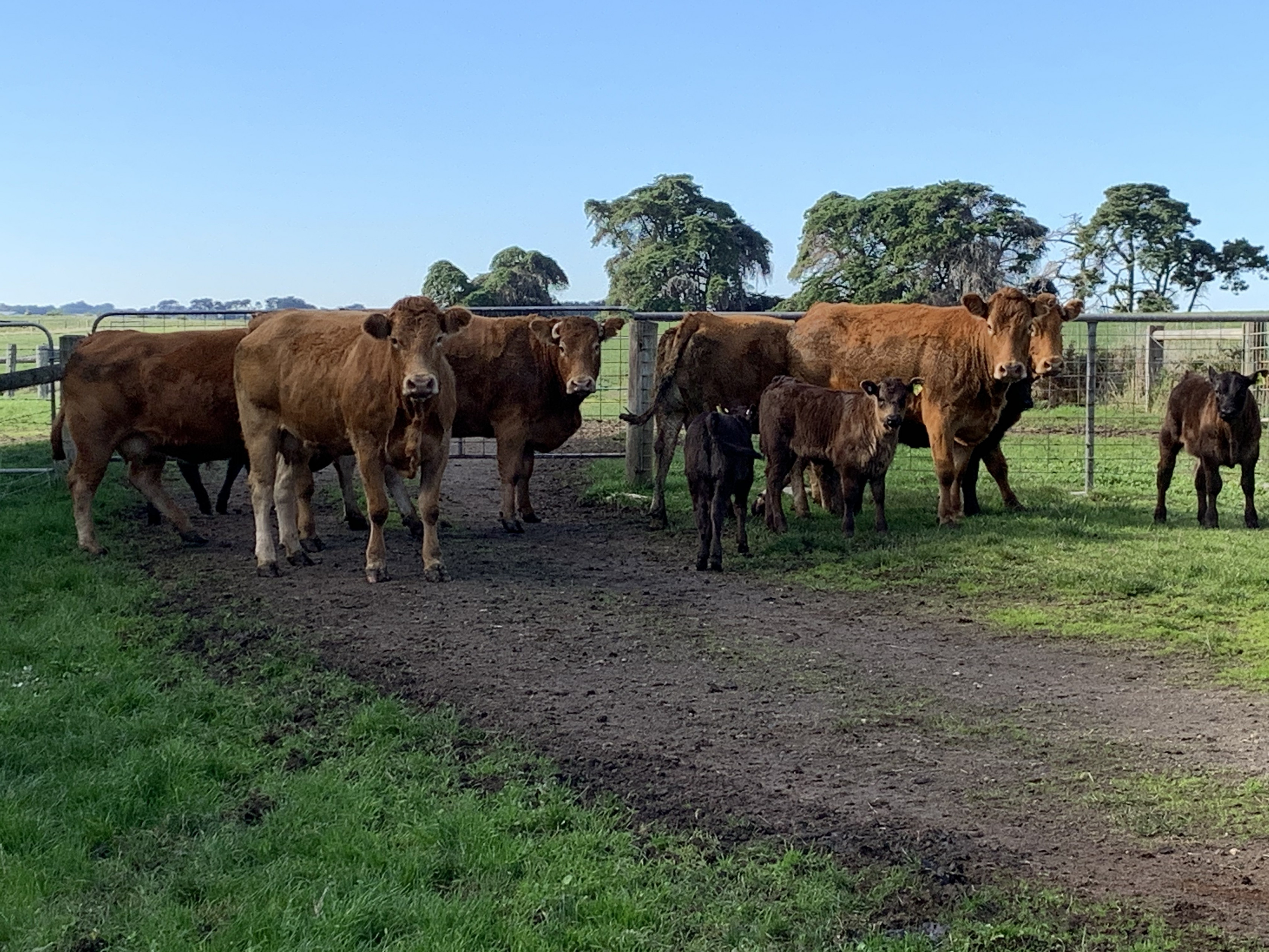 The Herd Online | Euro Cows & Calves