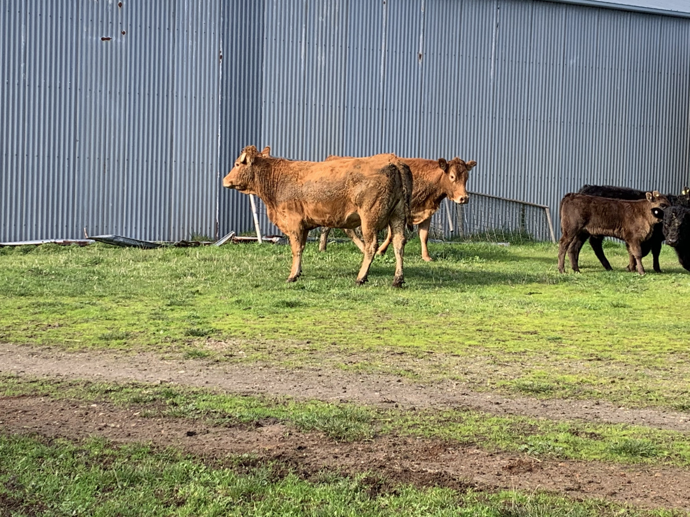 The Herd Online | Euro Cows & Calves