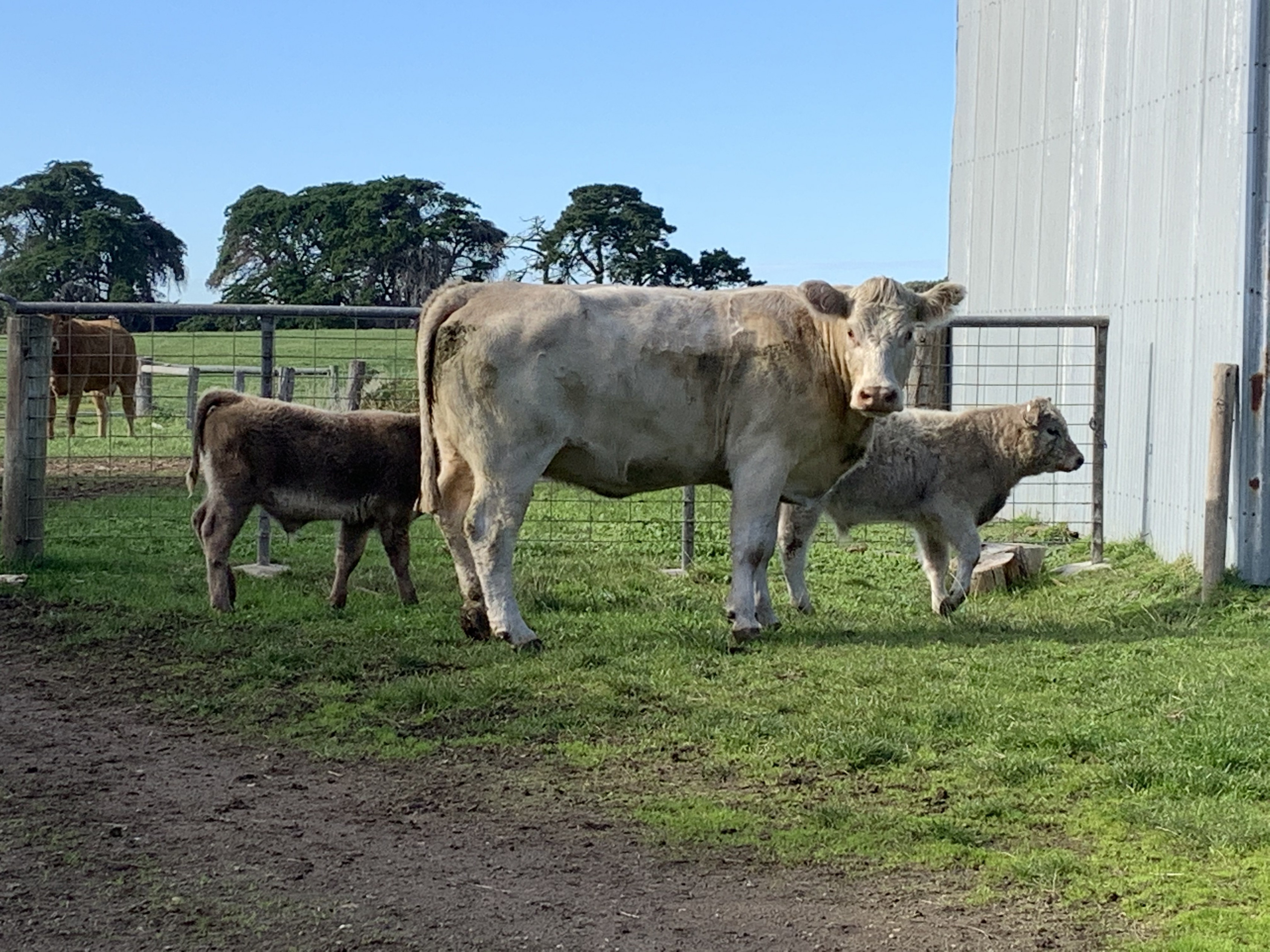 The Herd Online | Euro Cows & Calves