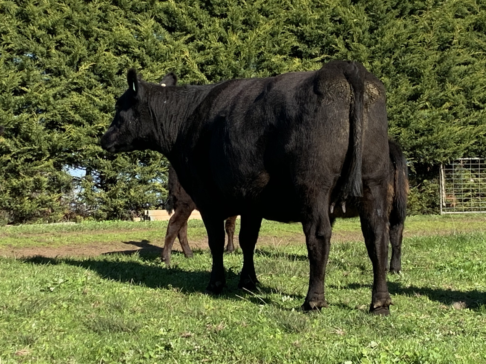 The Herd Online | Angus Cows & Calves