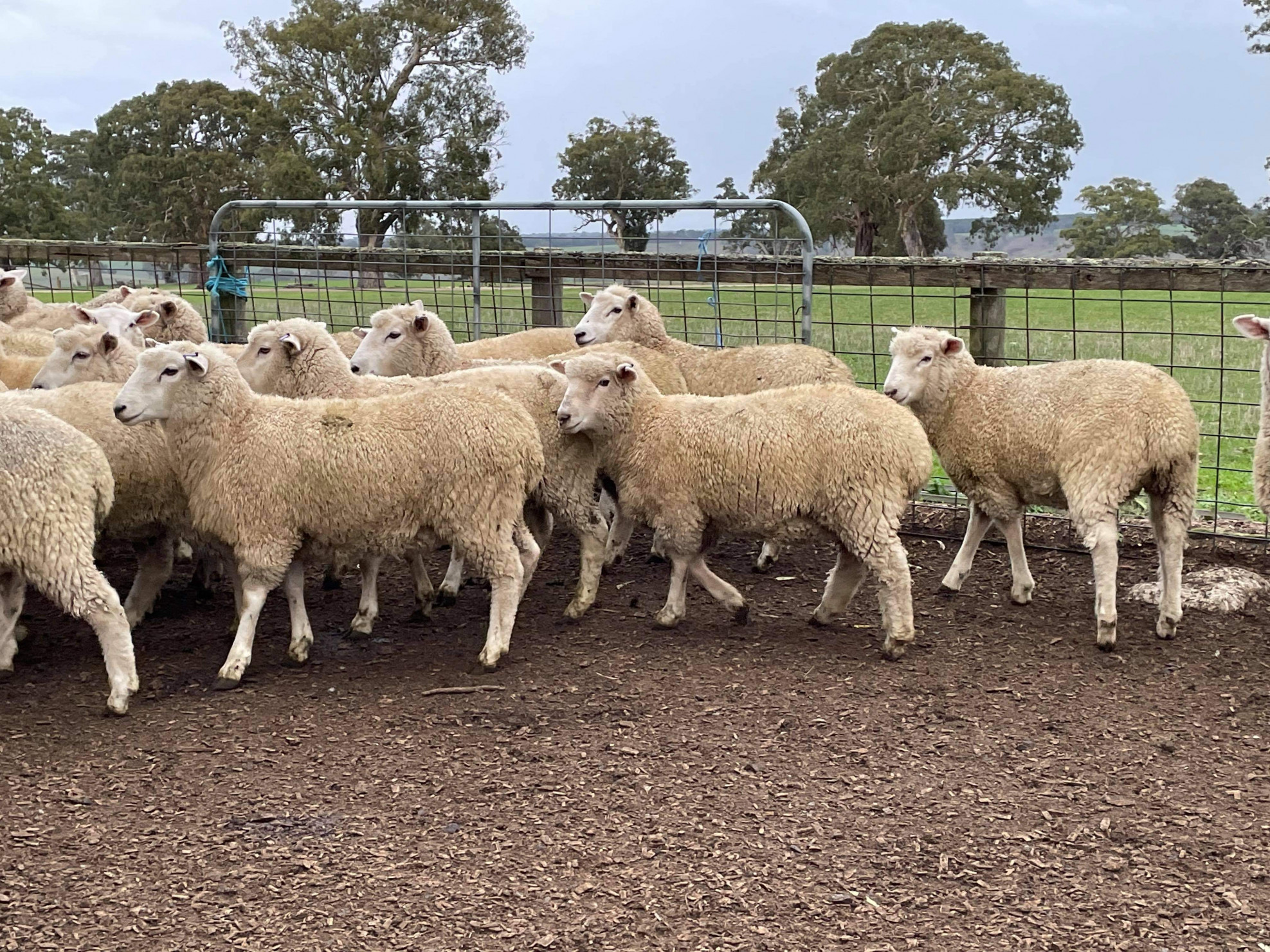 The Herd Online | 552 Prime Composite Ewe Lambs For Sale