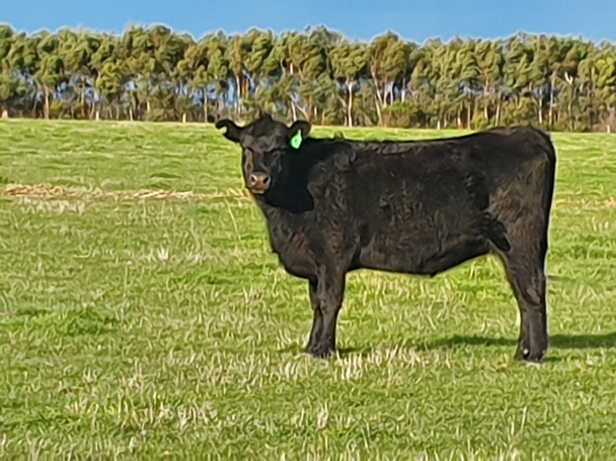 The Herd Online | 53 Angus Heifers Rising 2 Years. PTIC. EU.