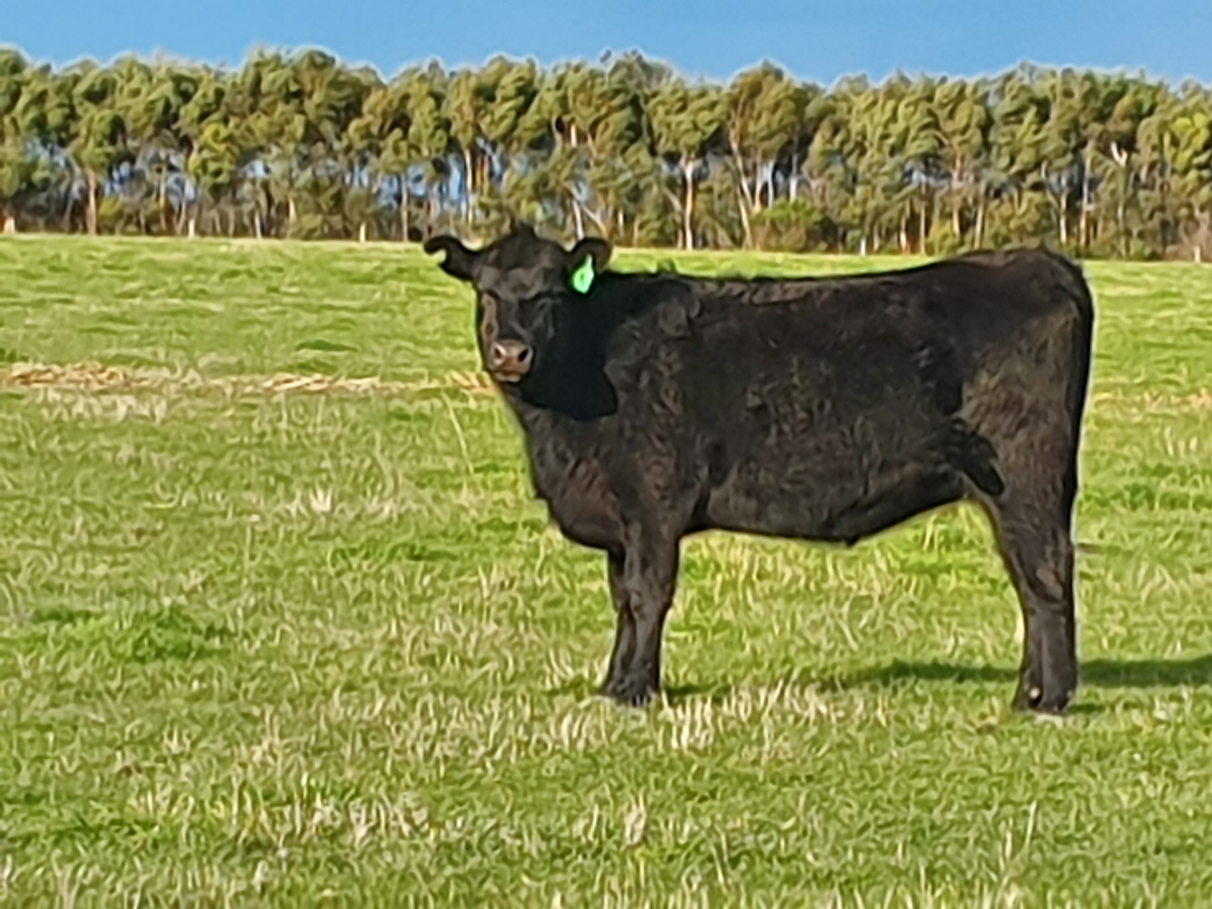 The Herd Online | 53 Angus Heifers Rising 2 Years. PTIC. EU.