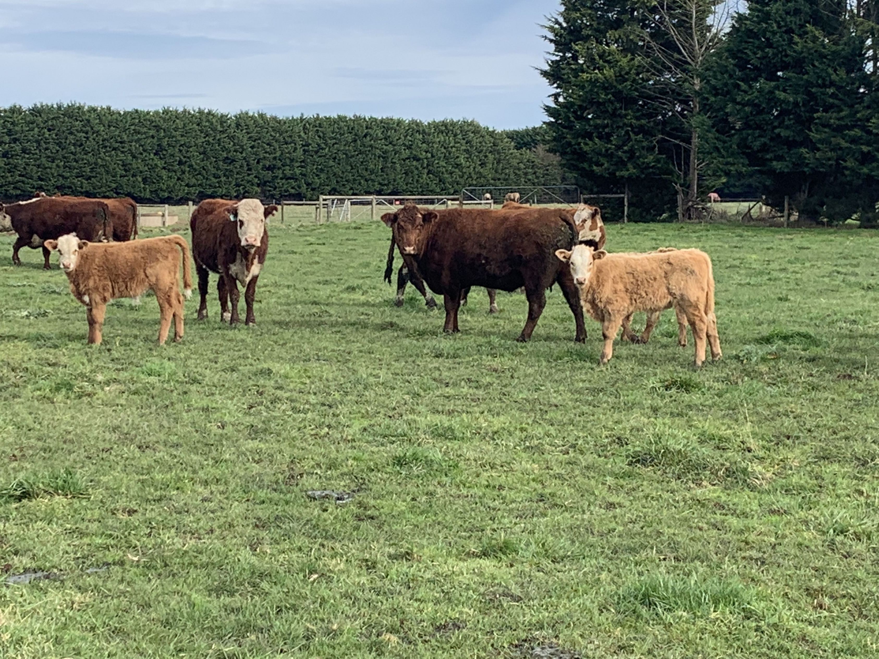 The Herd Online | 57 x 57 Hereford Cows with Charolais Calves Foot.