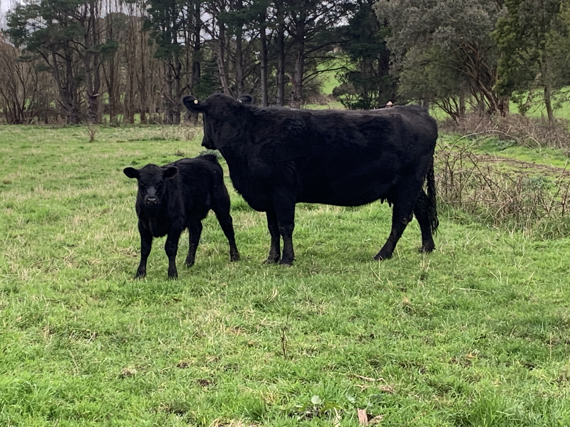 The Herd Online | 65 x 66 Angus Cows & Calves
