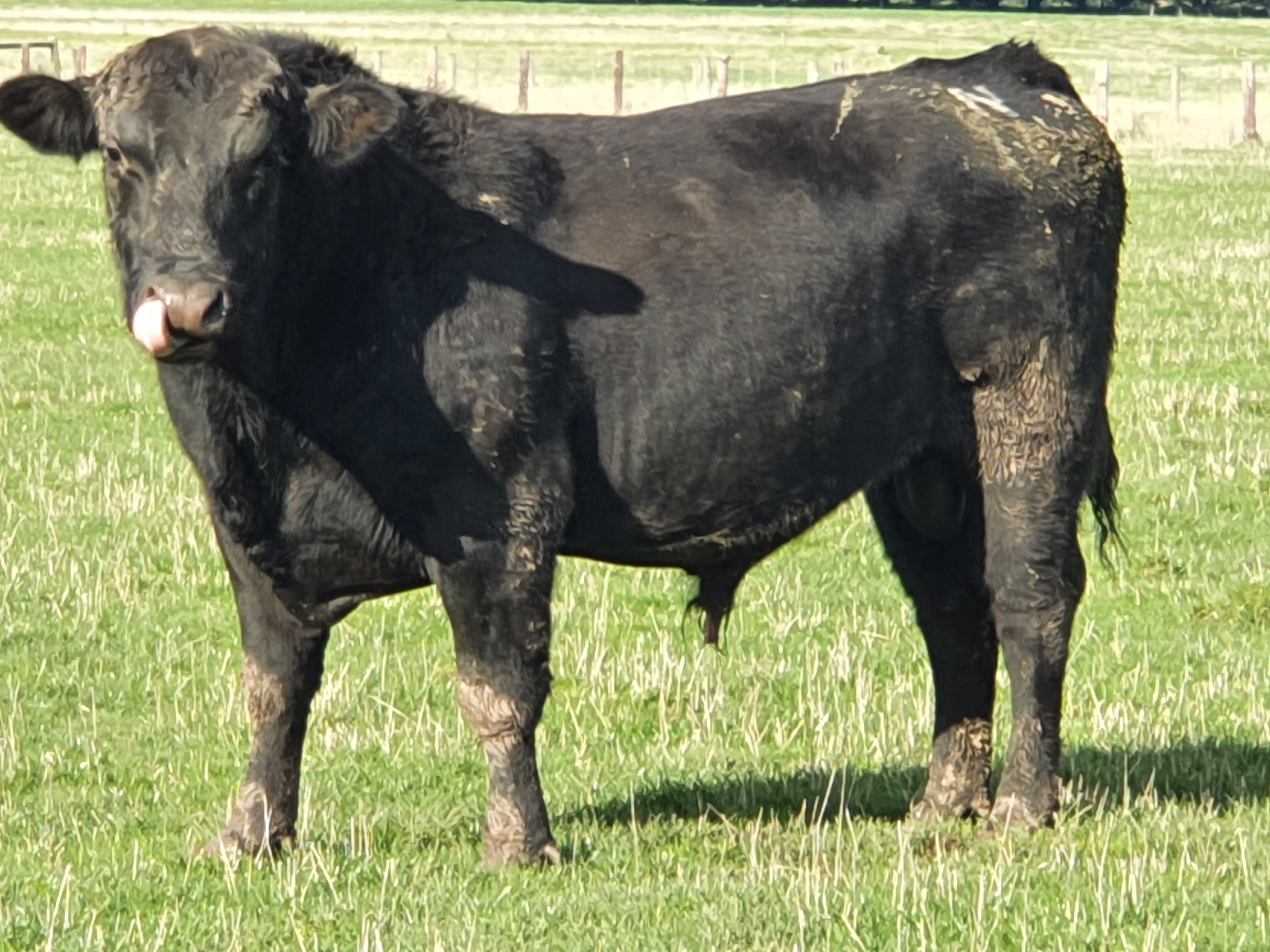 The Herd Online | Angus Bulls