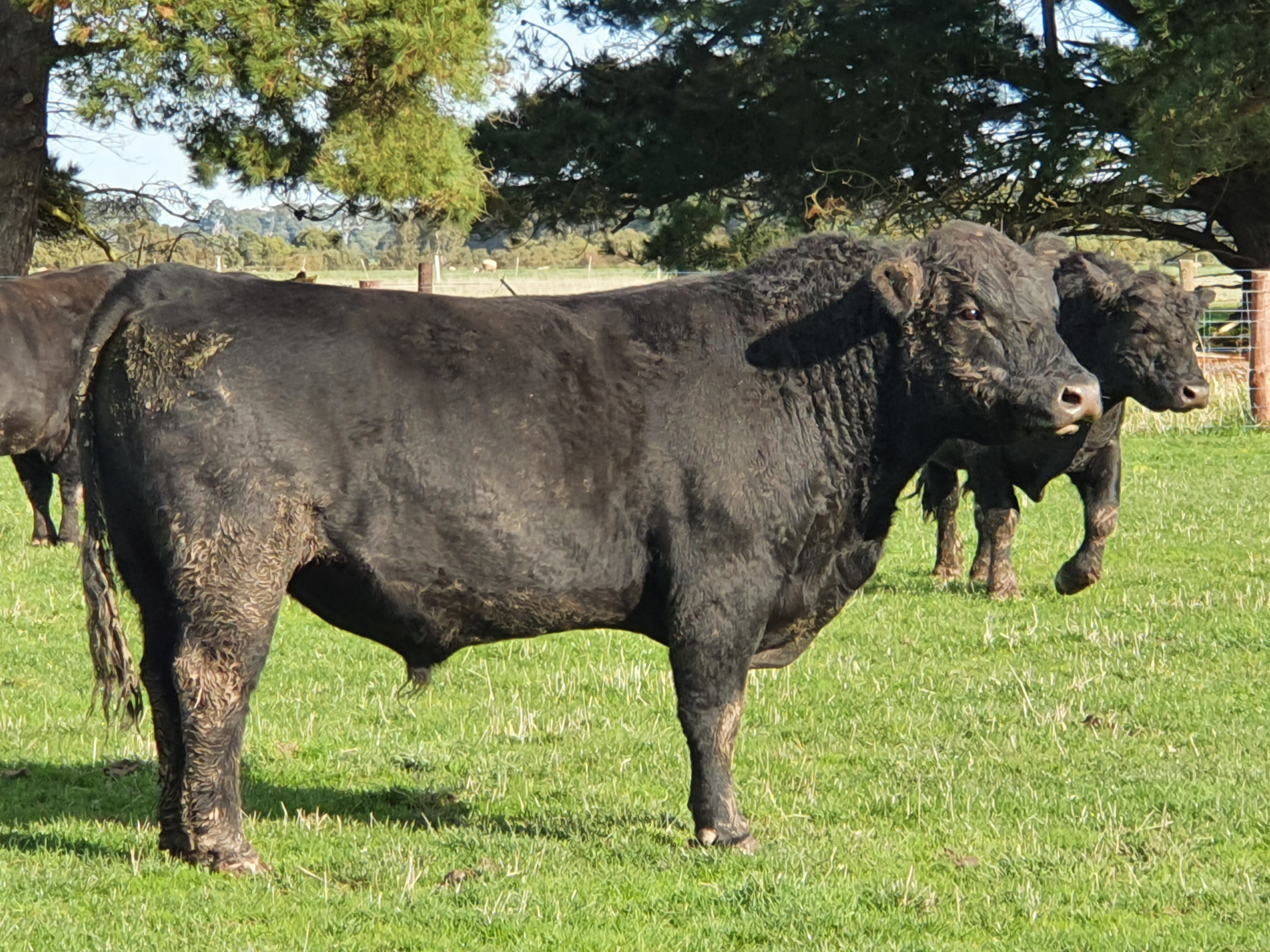 The Herd Online | Angus Bulls