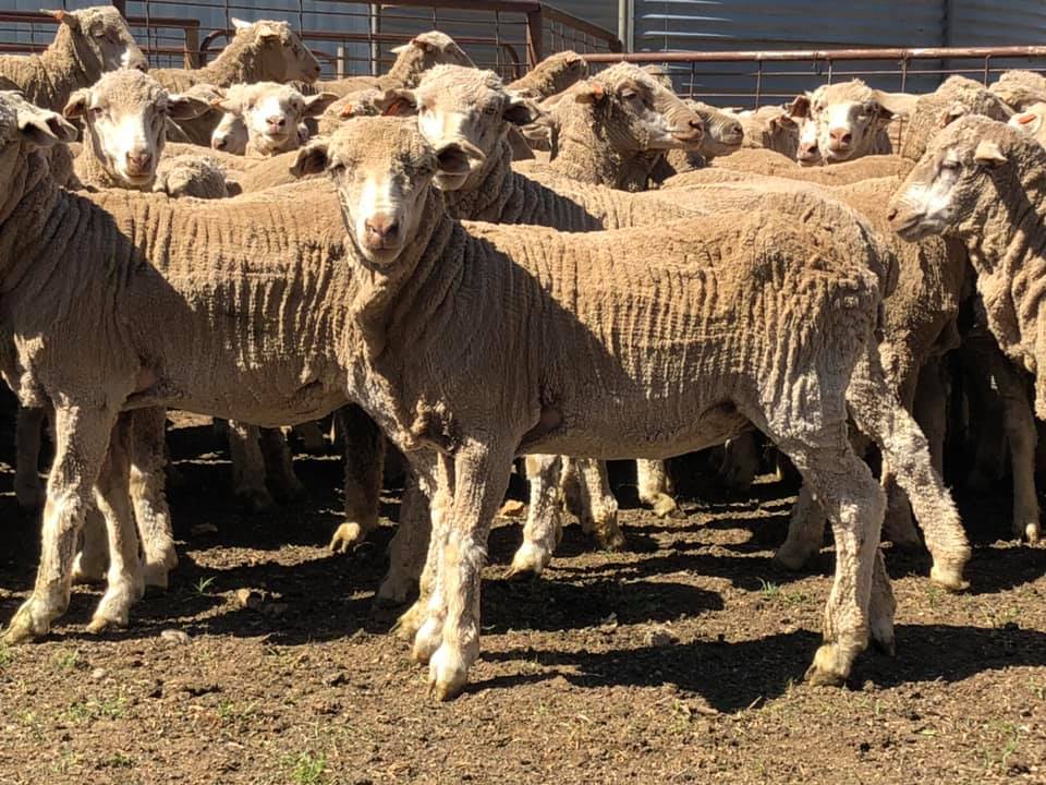 The Herd Online | 1,100 Merino Ewes For Sale
