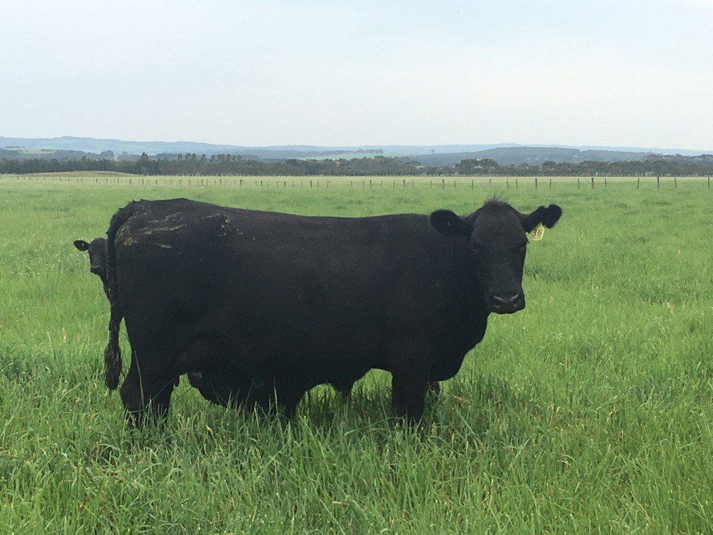 The Herd Online | 50 Angus Cows & Calves