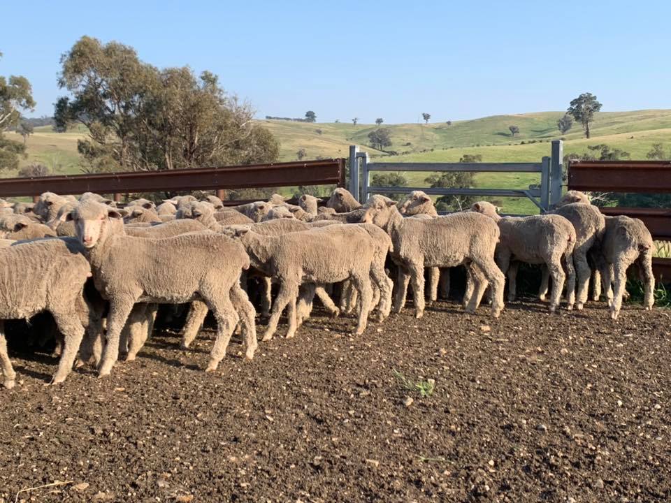 The Herd Online | 250 Merino Ewe Lambs For Sale
