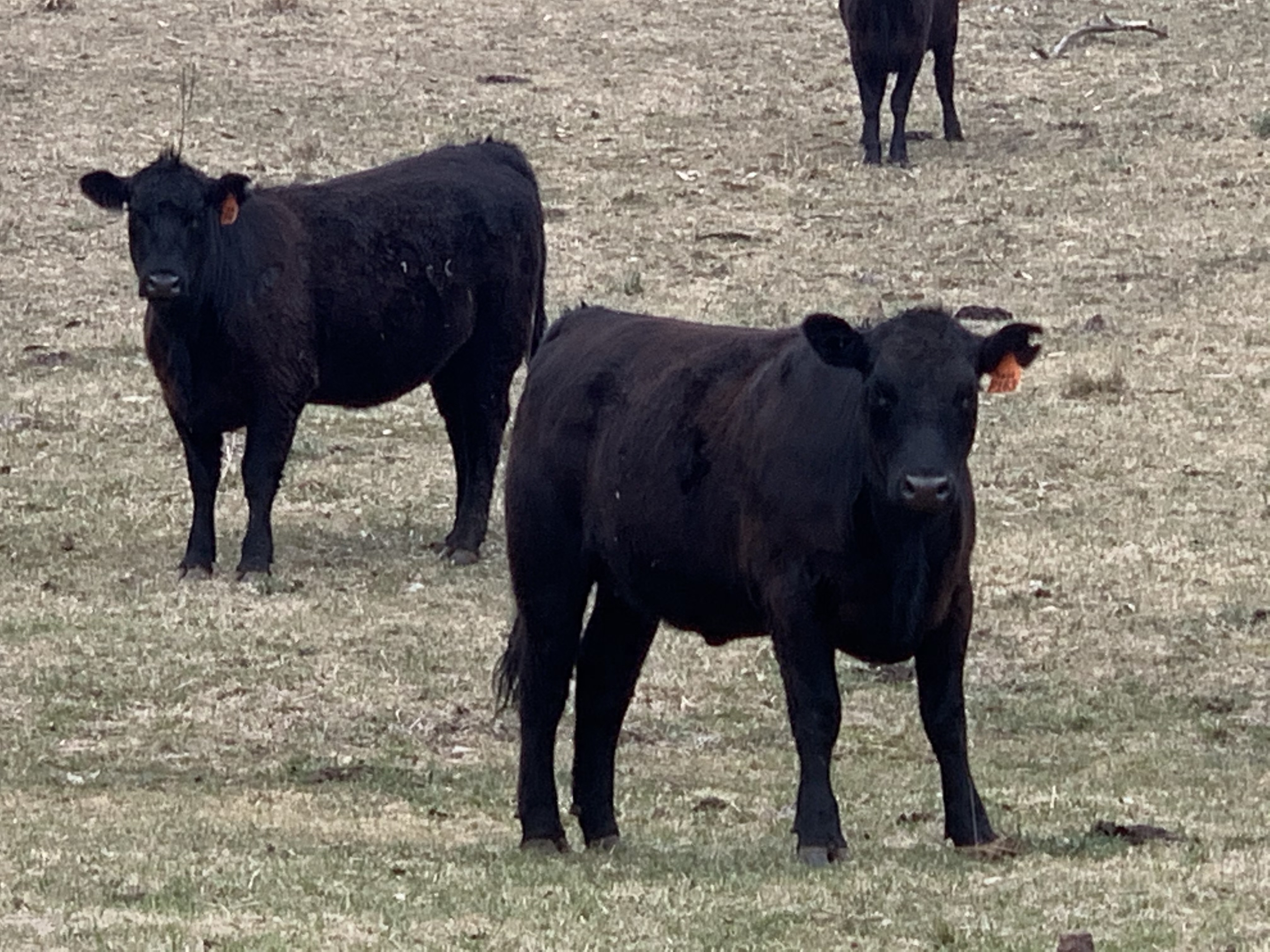 The Herd Online | 73 EU Joined Angus Heifers. (Vendors Keeper heifer)