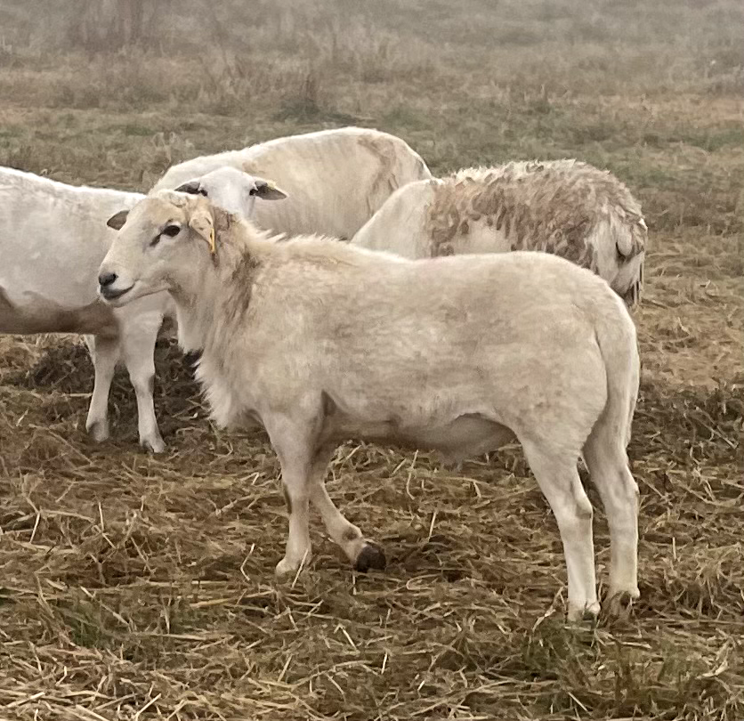 The Herd Online | 101 Aussie White Ewe Lambs For Sale - Rams Included!